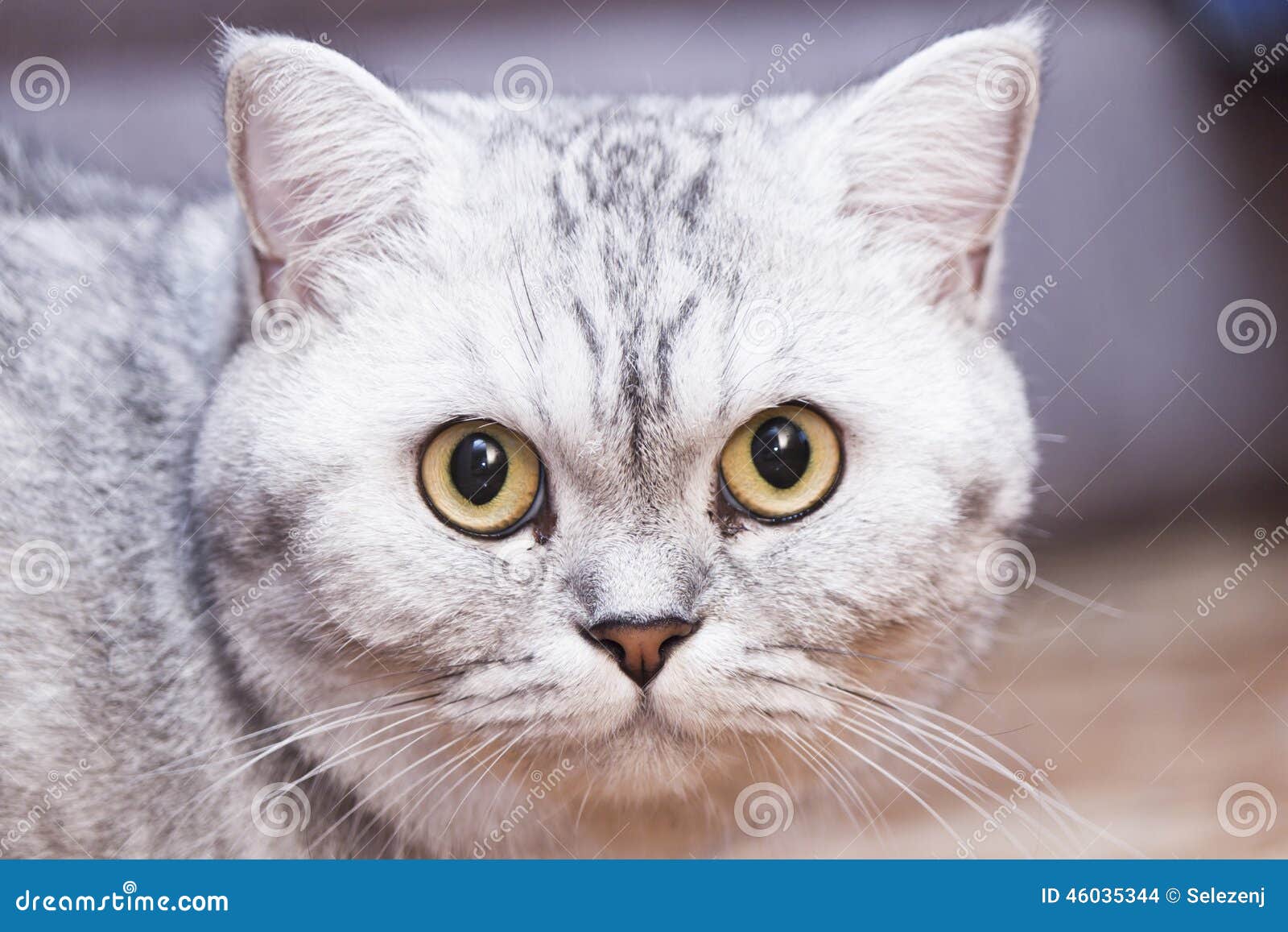 Big gray cat stock photo. Image of nature, gray, cats - 46035344