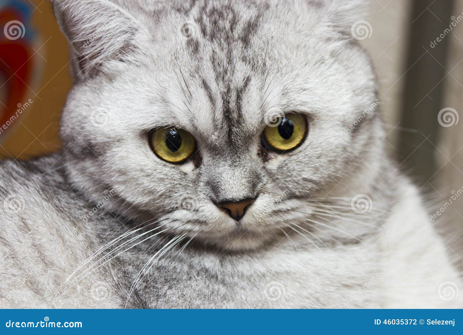 Big gray cat stock photo. Image of looks, adult, nature - 46035372