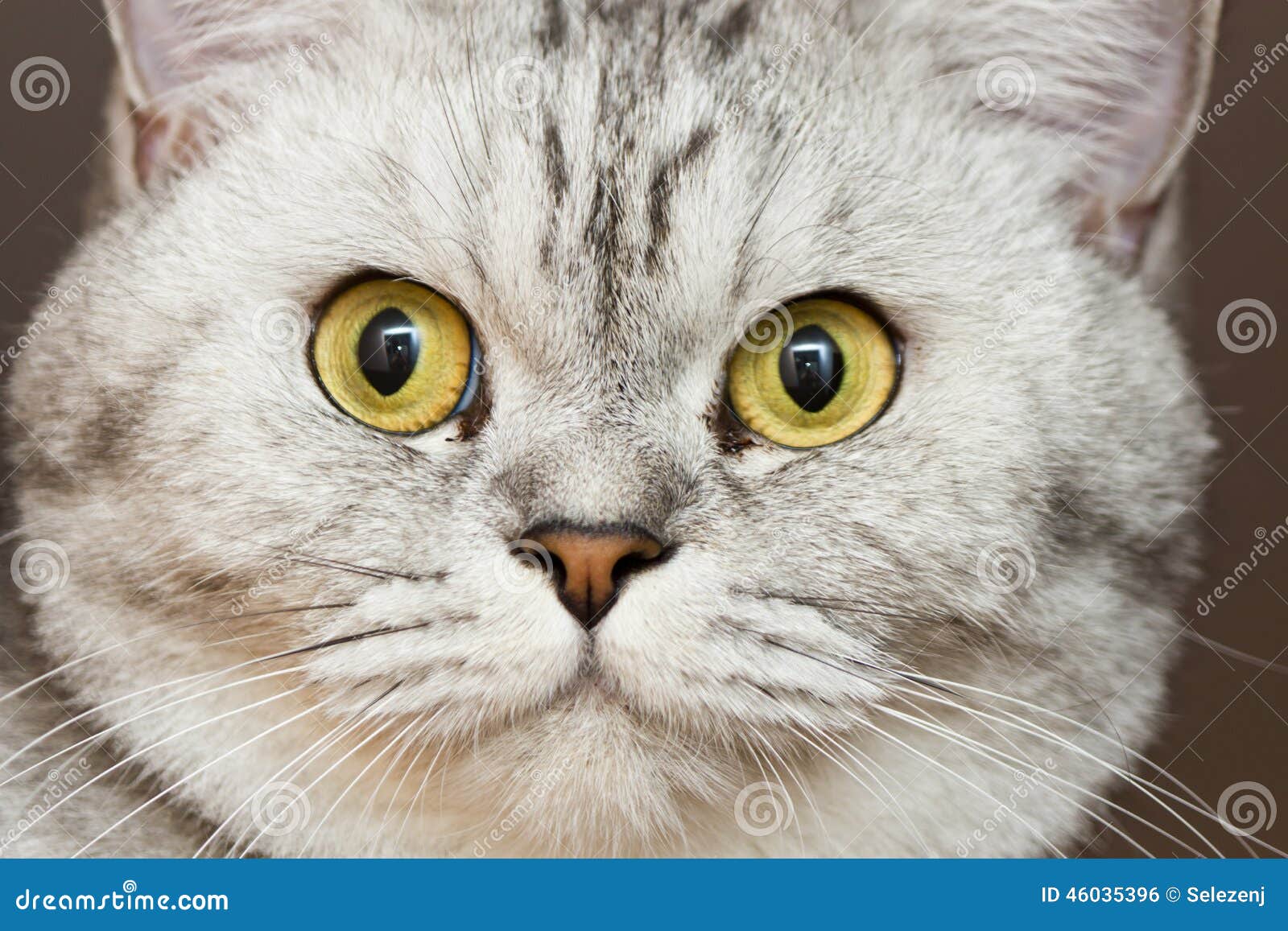 Big gray cat stock photo. Image of large, head, gray - 46035396