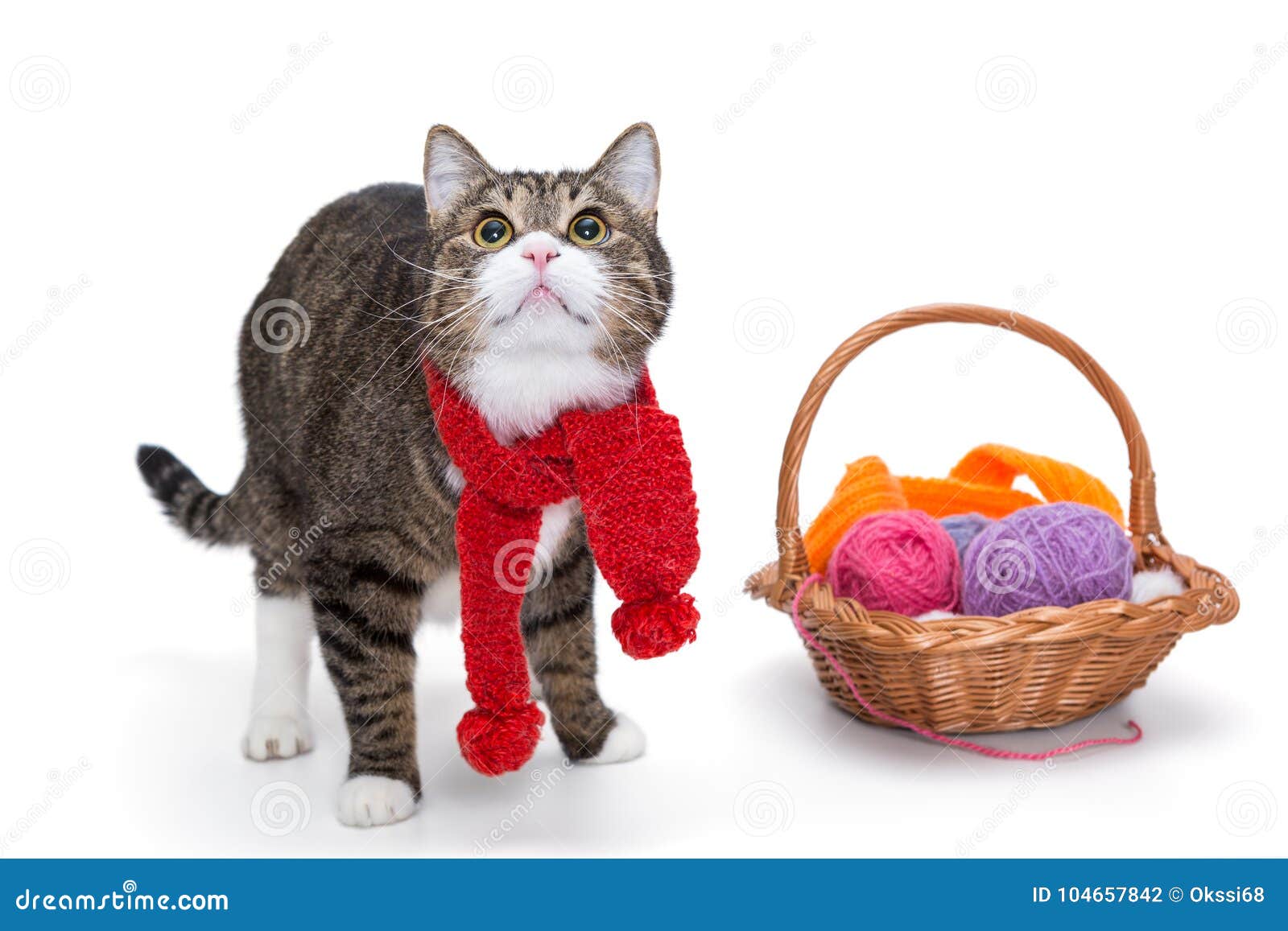 Big Gray Cat in a Red Scarf Stock Photo - Image of pretty, animal ...