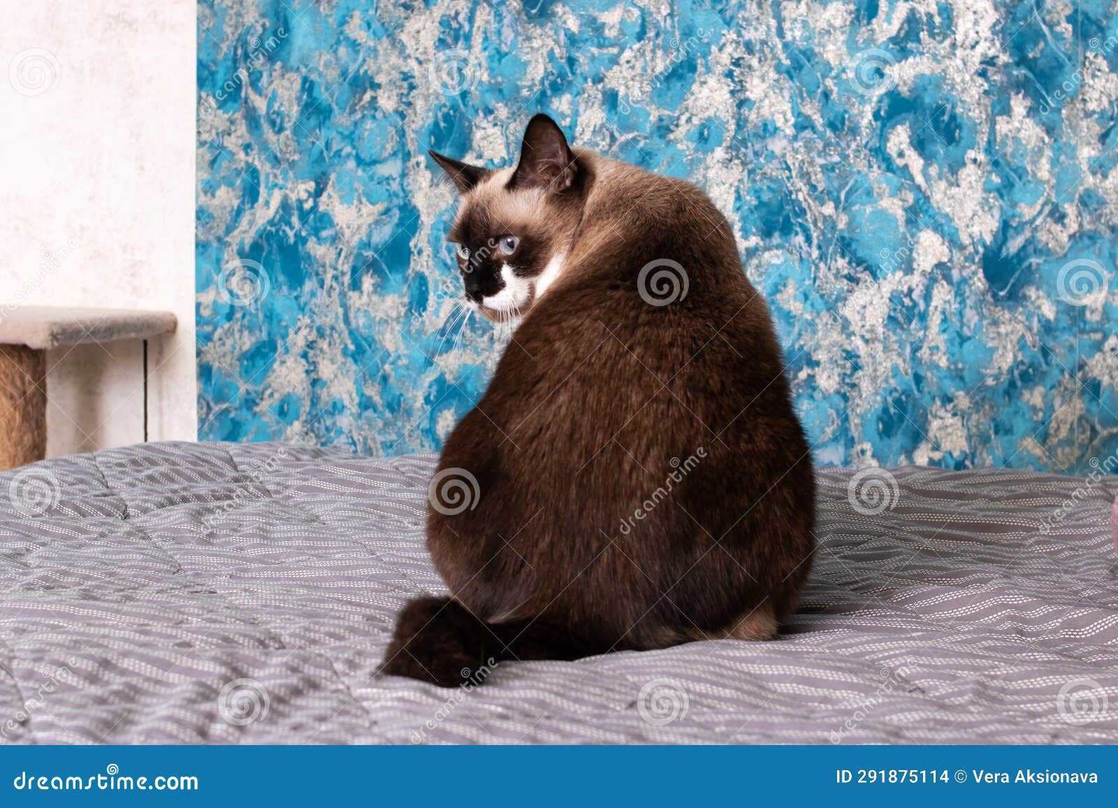 The Big Gray Cat Turned Its Back Stock Photo - Image of portrait, tabby ...