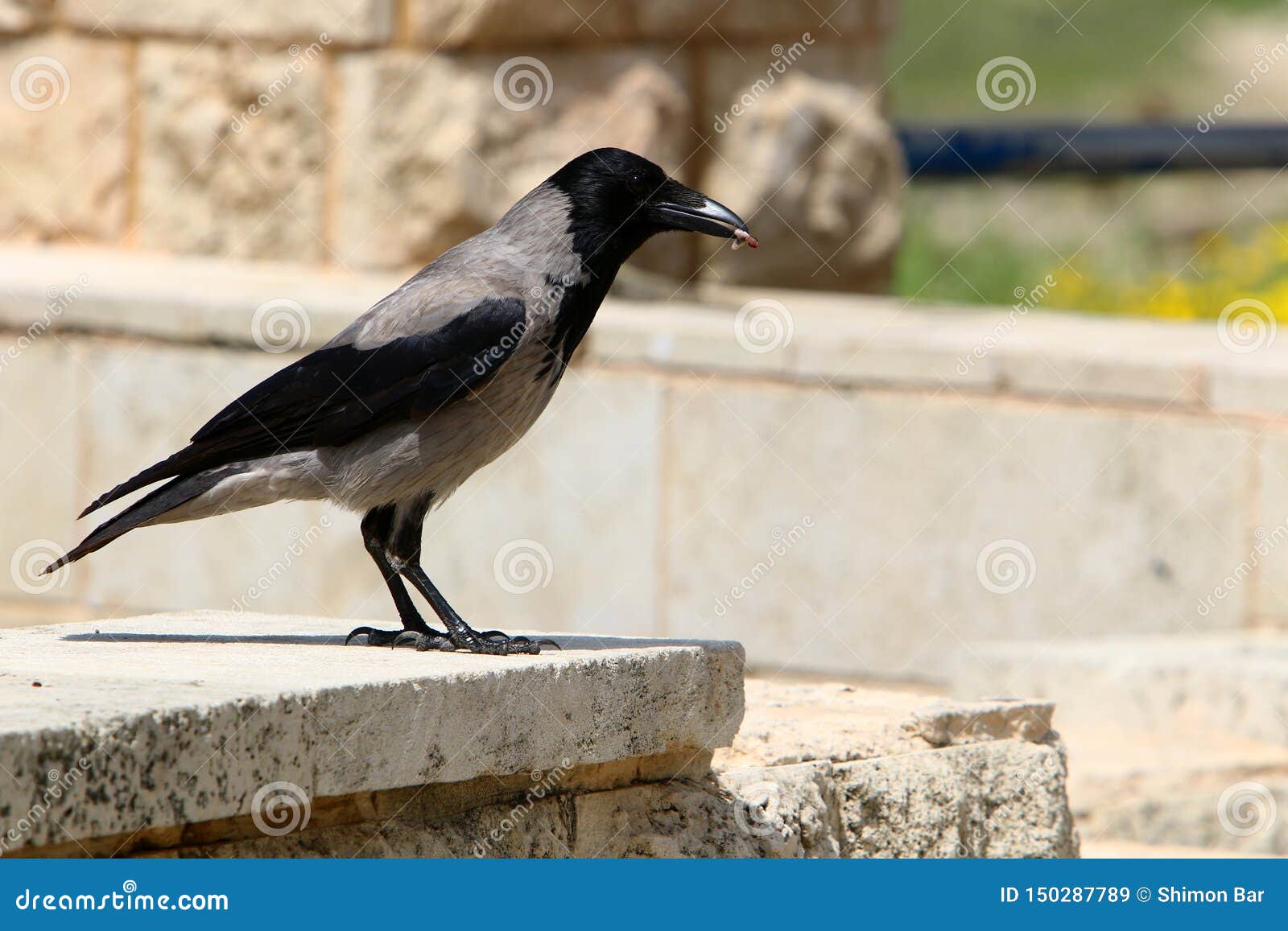 Big Gray Crow Lives on the Beach Stock Image - Image of beak ...