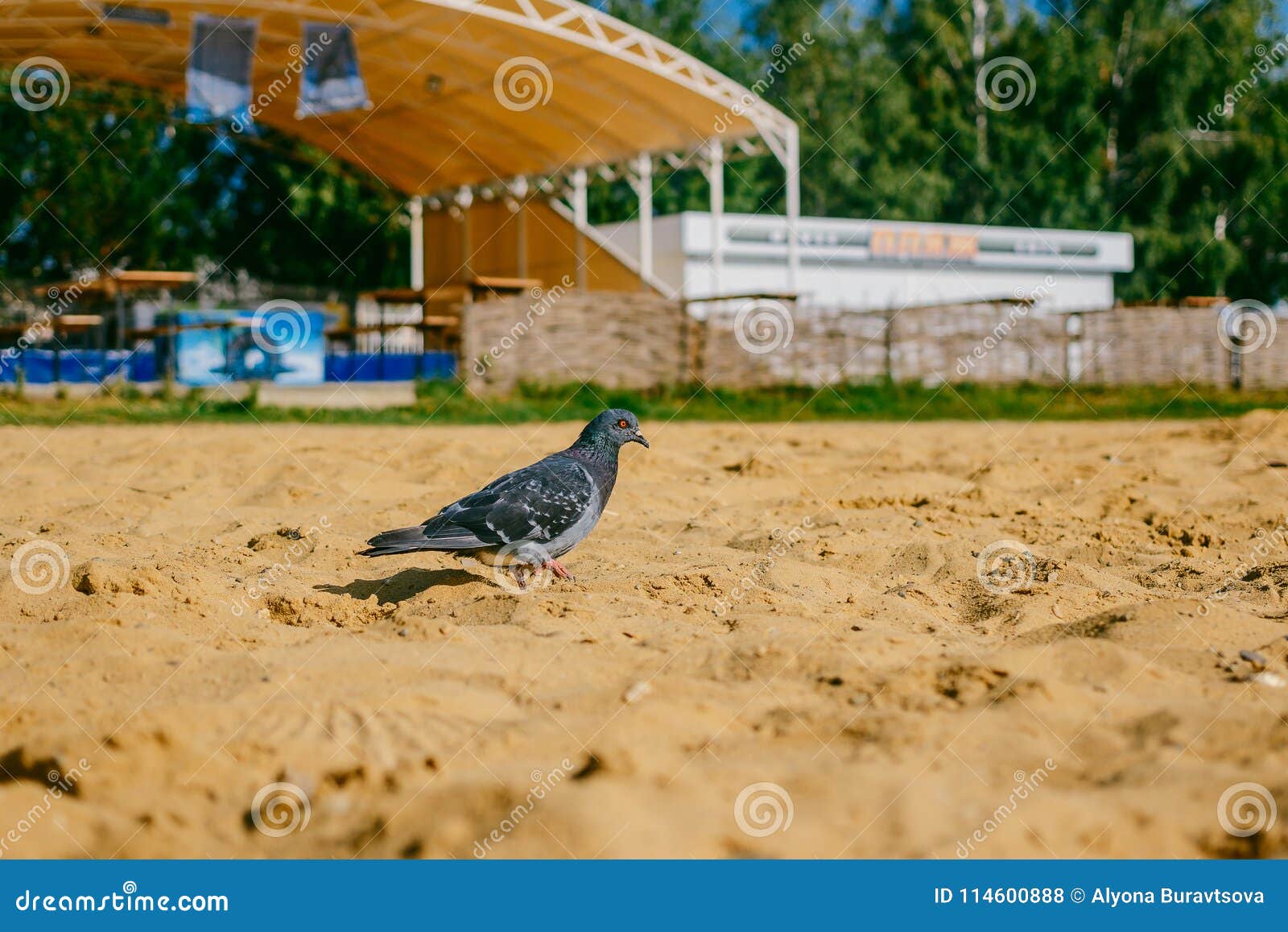 Gray Dove Walks on the Yellow Sand on the Beach Stock Photo - Image of ...