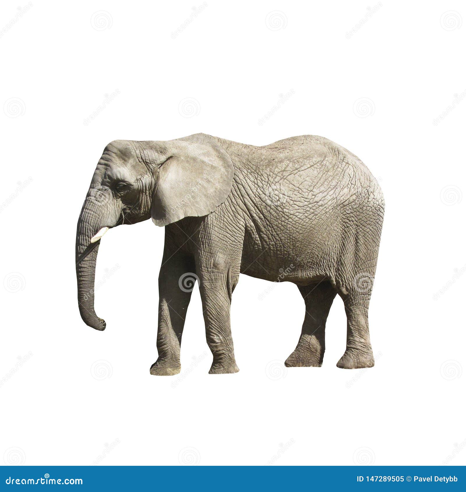 Big Gray Elephant On White Background. Stock Image - Image of ...