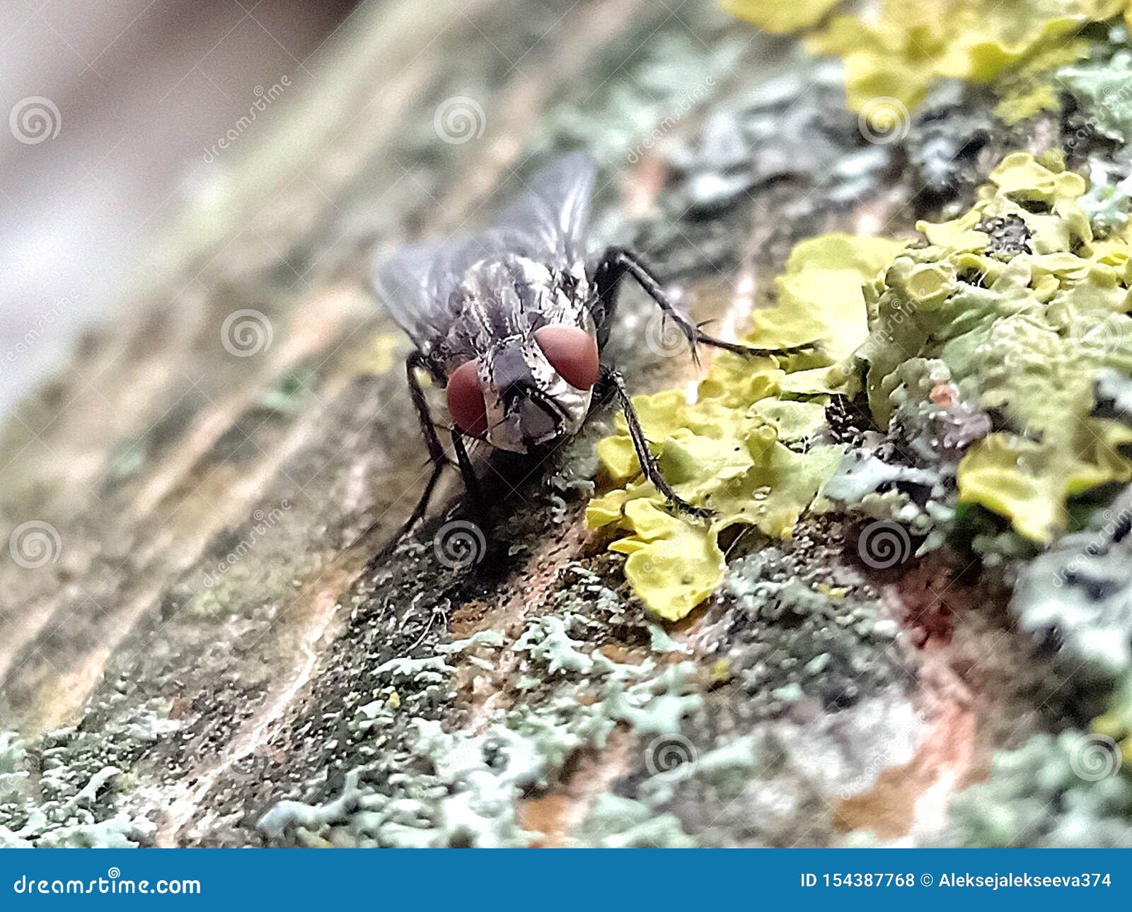 The Big Gray Fly Sits on a Tree Stock Photo - Image of sits, board ...