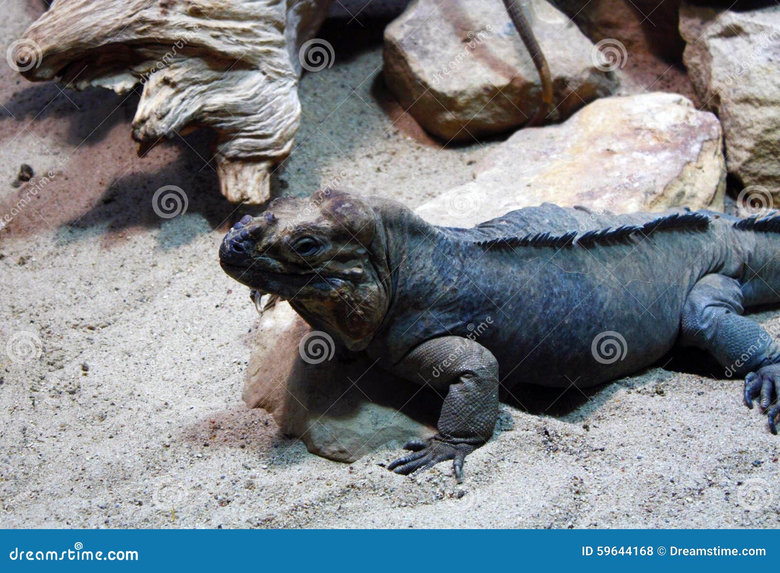 Big gray lizard stock photo. Image of reptile, close - 59644168