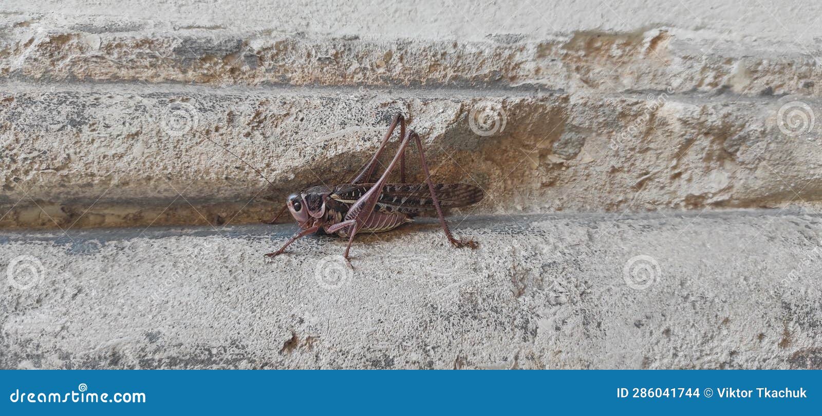 Big Gray Locust on Stone Wall Stock Photo - Image of moth, locust ...