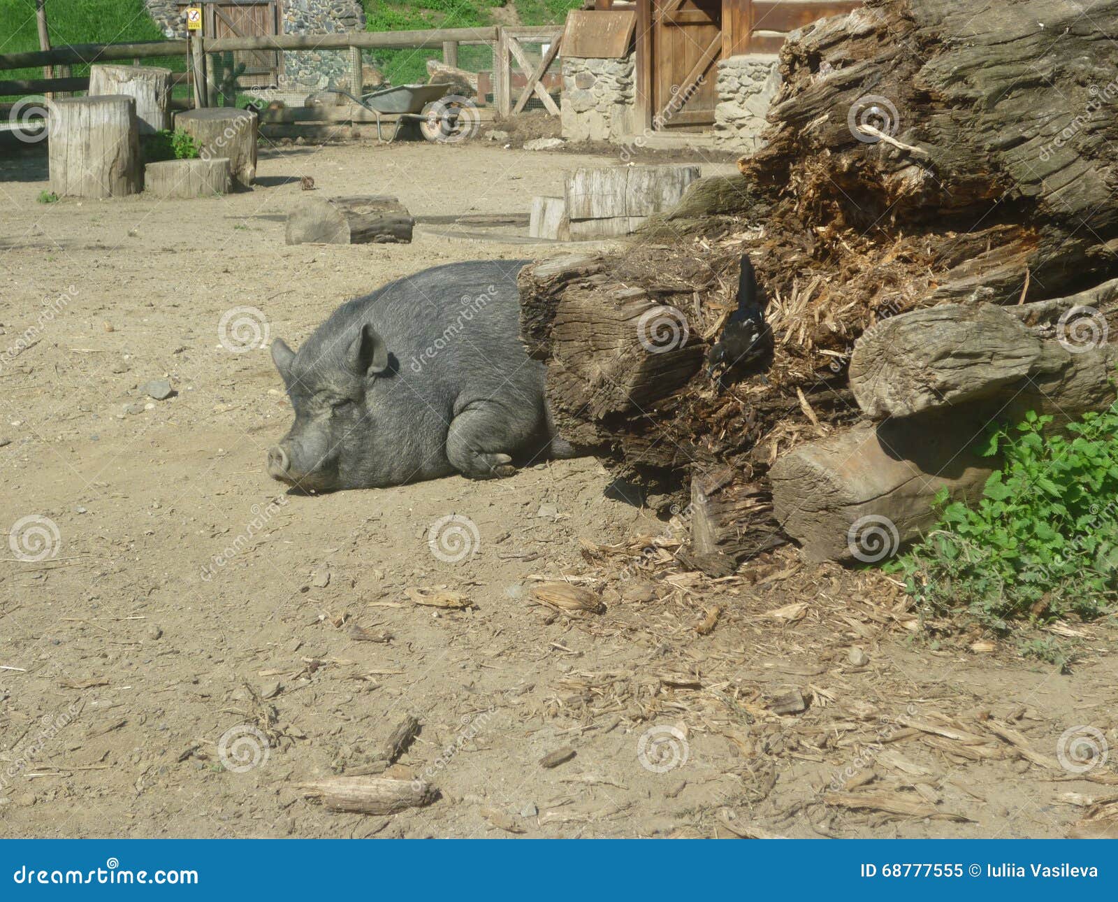 Big gray pig stock image. Image of boar, mammal, lying - 68777555