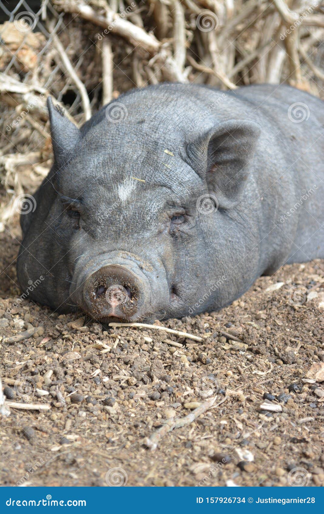 Big gray pig napping stock photo. Image of napping, gray - 157926734
