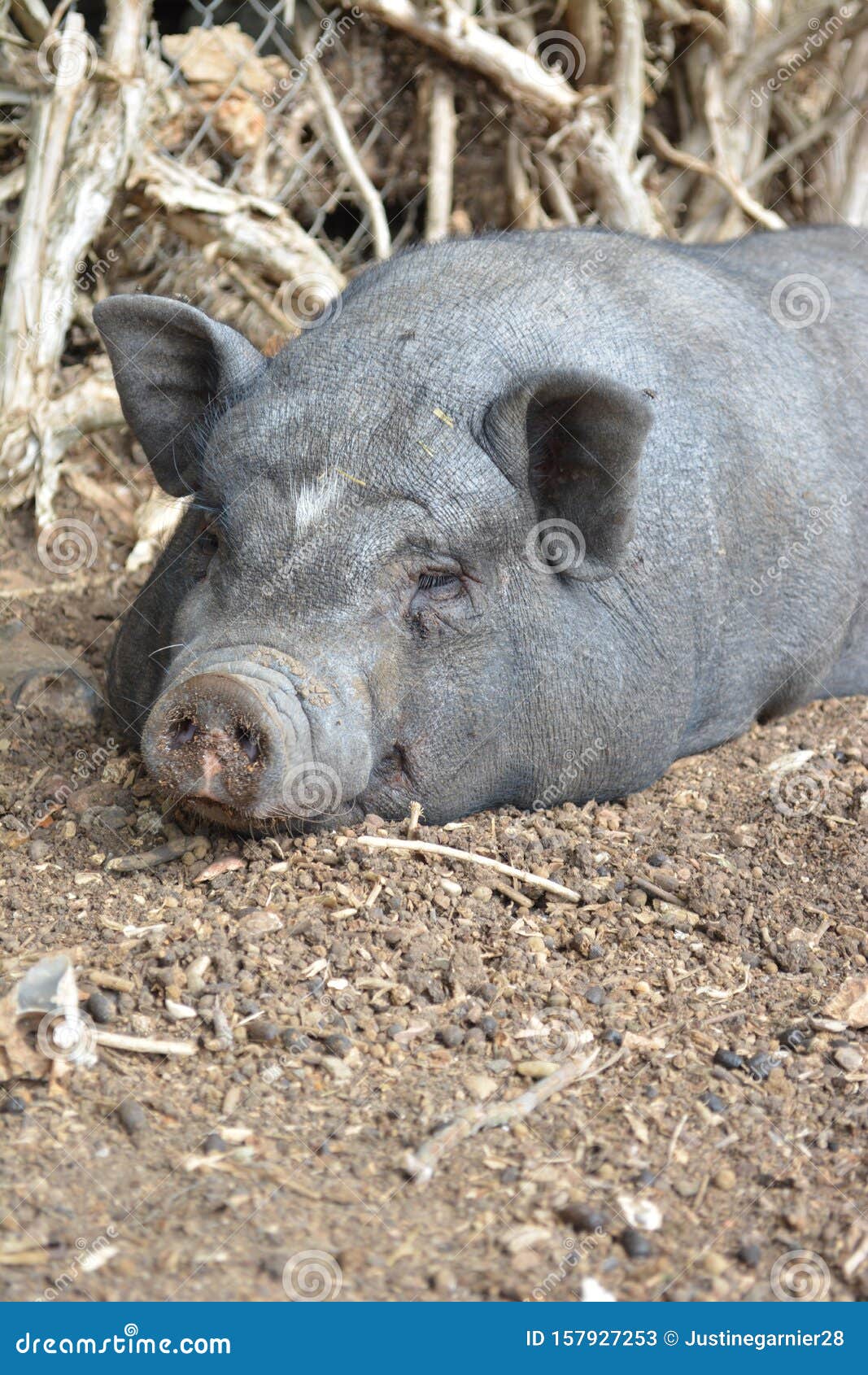 Big gray pig napping stock image. Image of snout, animal - 157927253