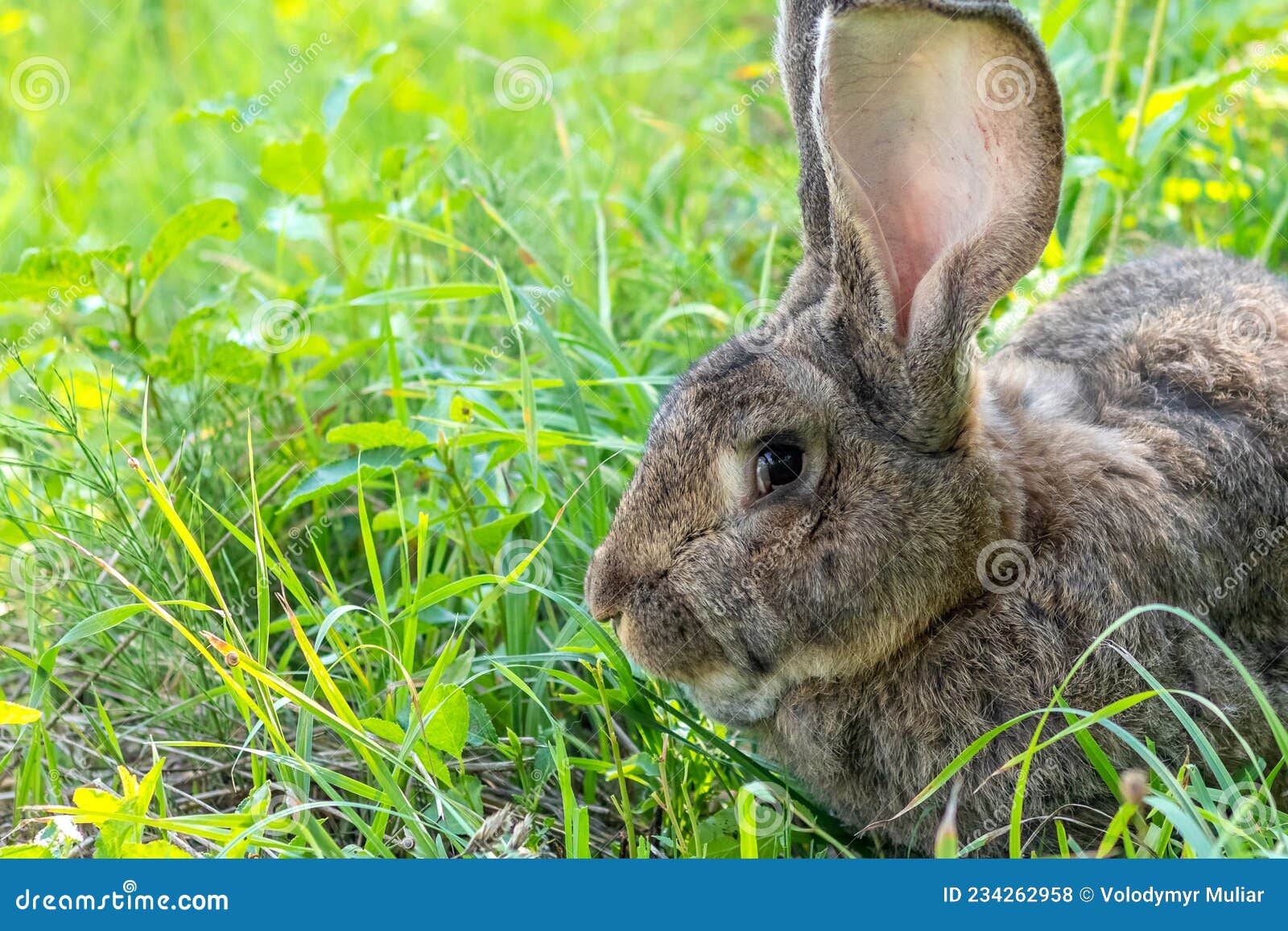 Big Gray Rabbit Breed Vander on the Green Grass. Rabbit Eats Grass ...