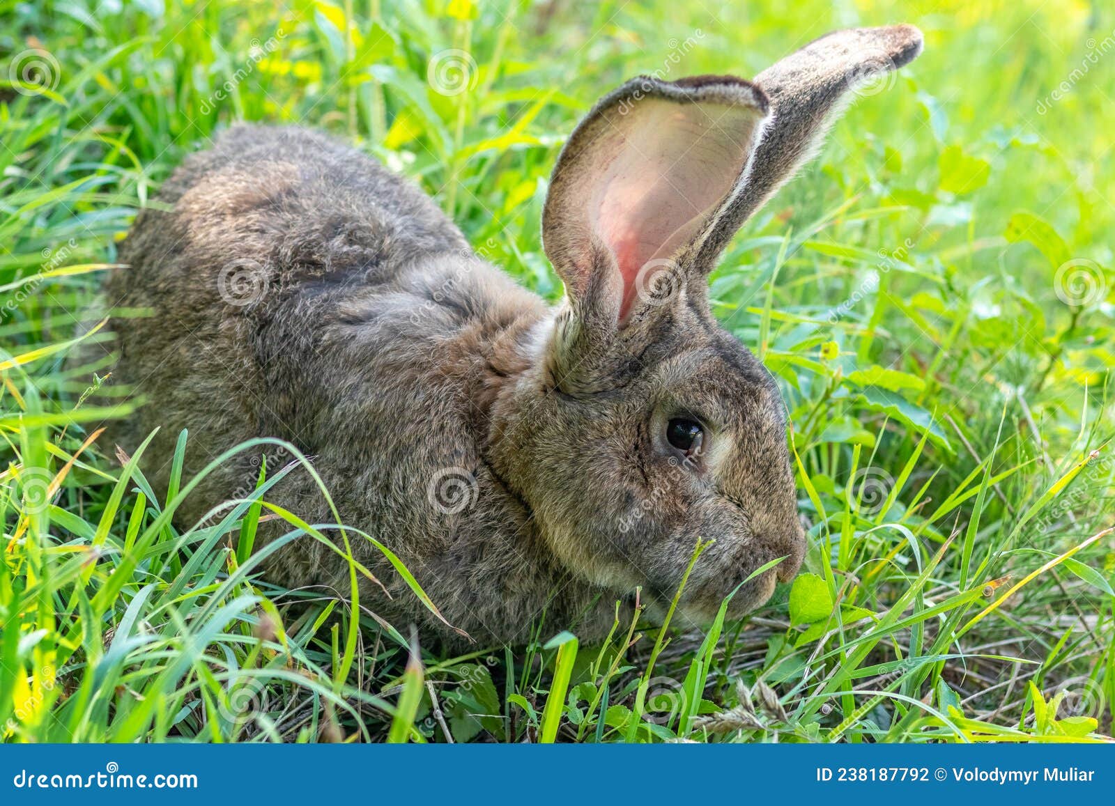 Big Gray Rabbit Breed Vander on the Green Grass. Rabbit Eats Grass ...