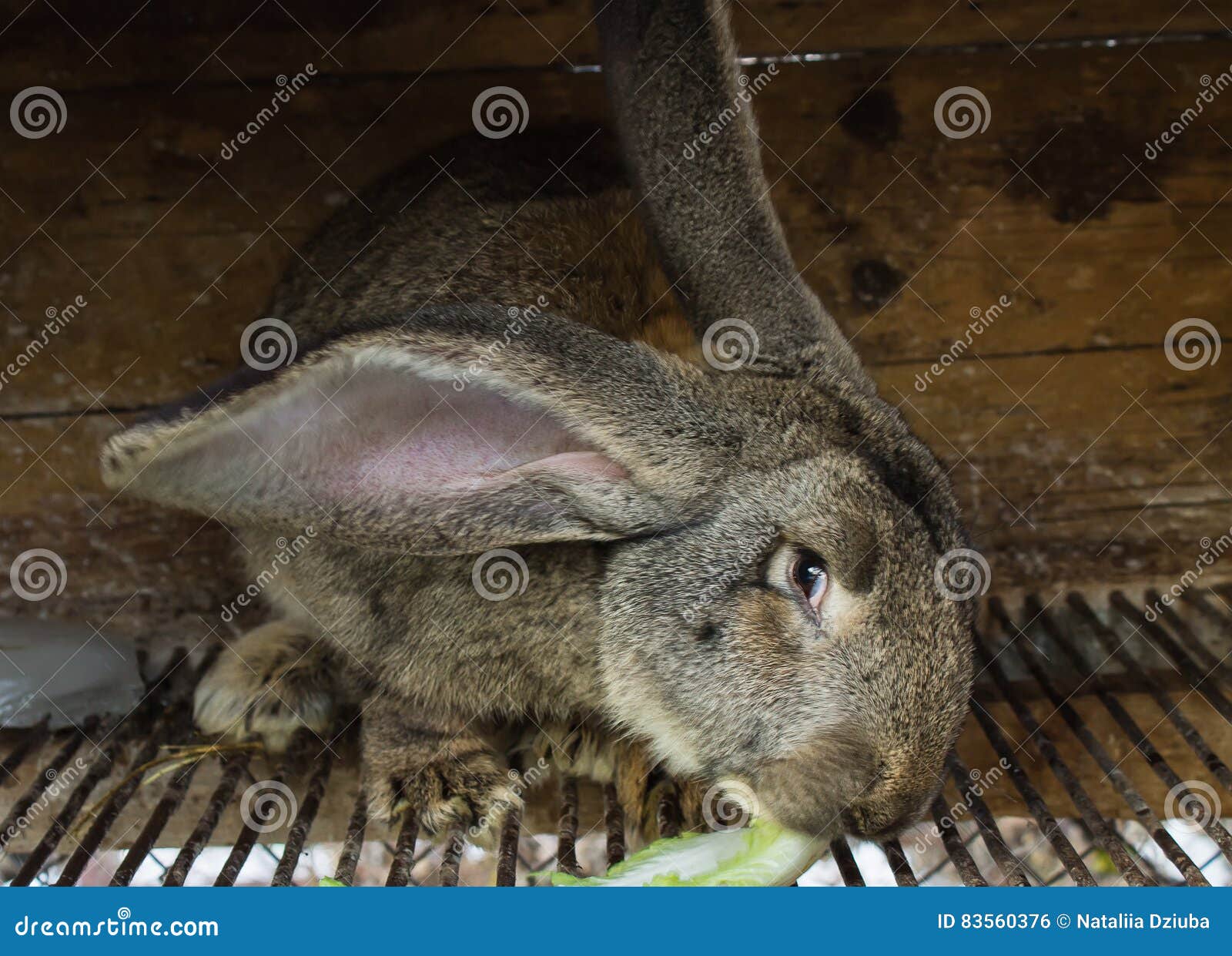 Big gray rabbit stock photo. Image of cute, beautiful - 83560376