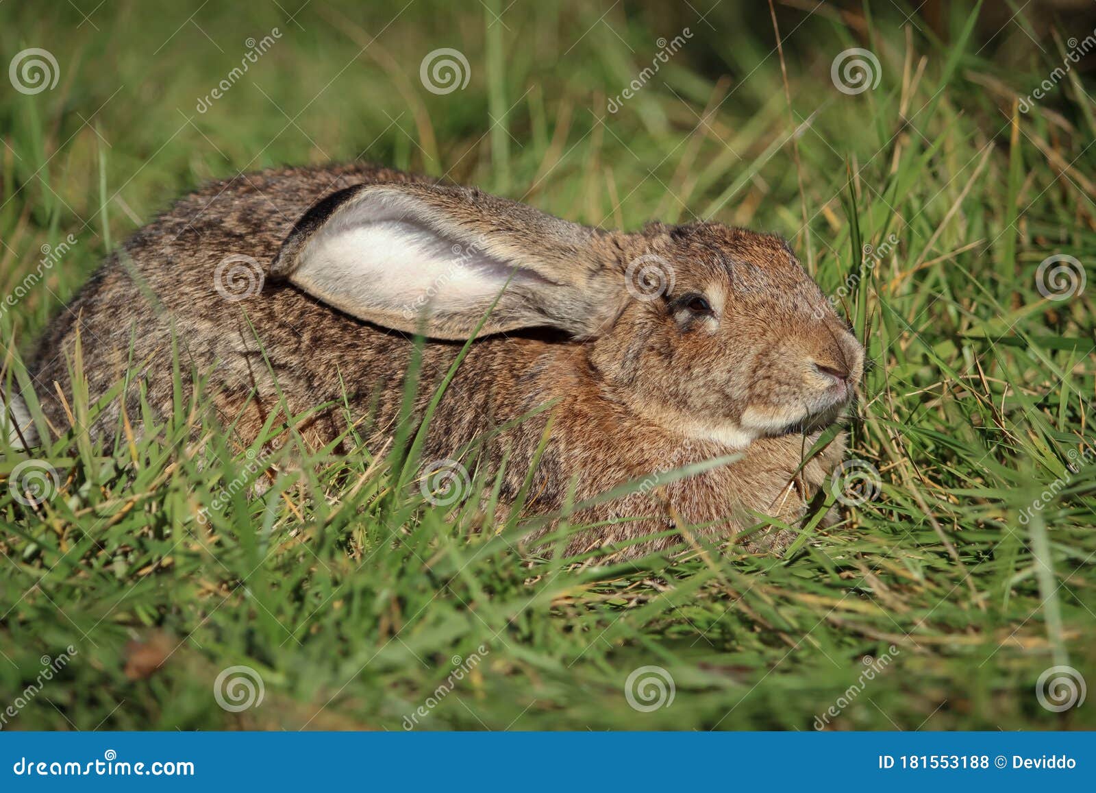 Big gray rabbit stock photo. Image of grass, mammal - 181553188