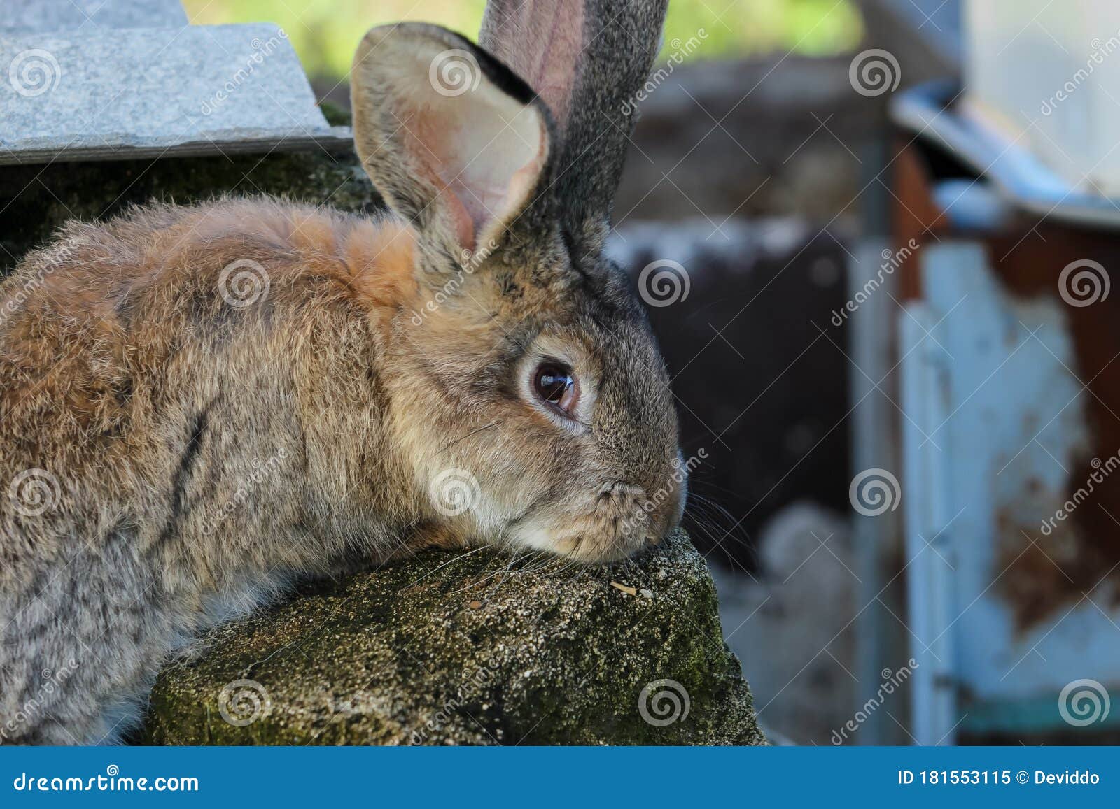 Big gray rabbit stock image. Image of closeup, nature - 181553115
