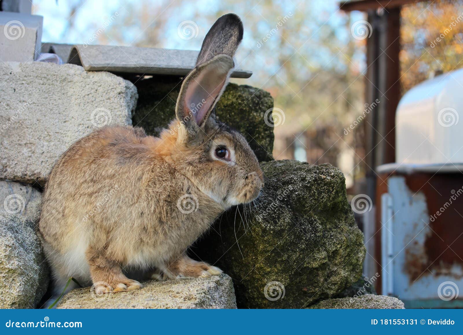Big gray rabbit stock image. Image of hare, stones, portrait - 181553131