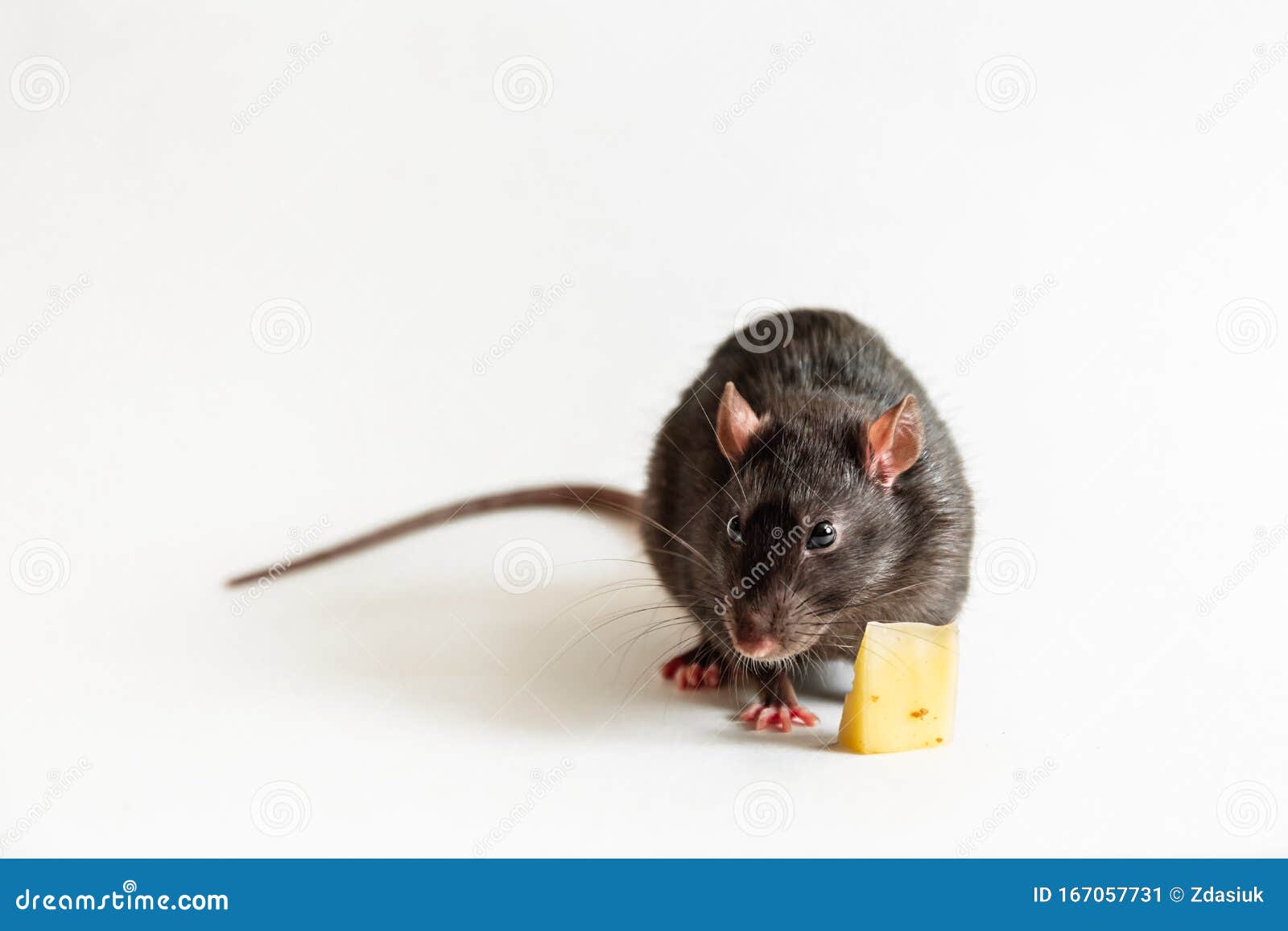 Big Gray Rat Eats a Slice of Yellow Cheese with Holes Isolated on White ...