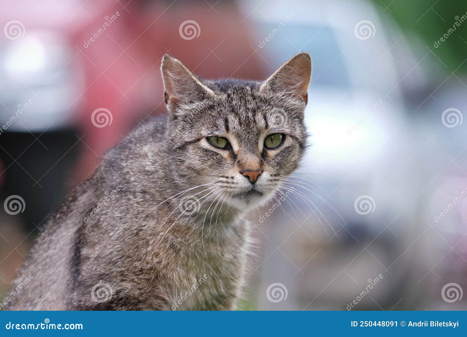 Big Gray Stray Cat Resting on Steet Outdoors in Summer Stock Image ...