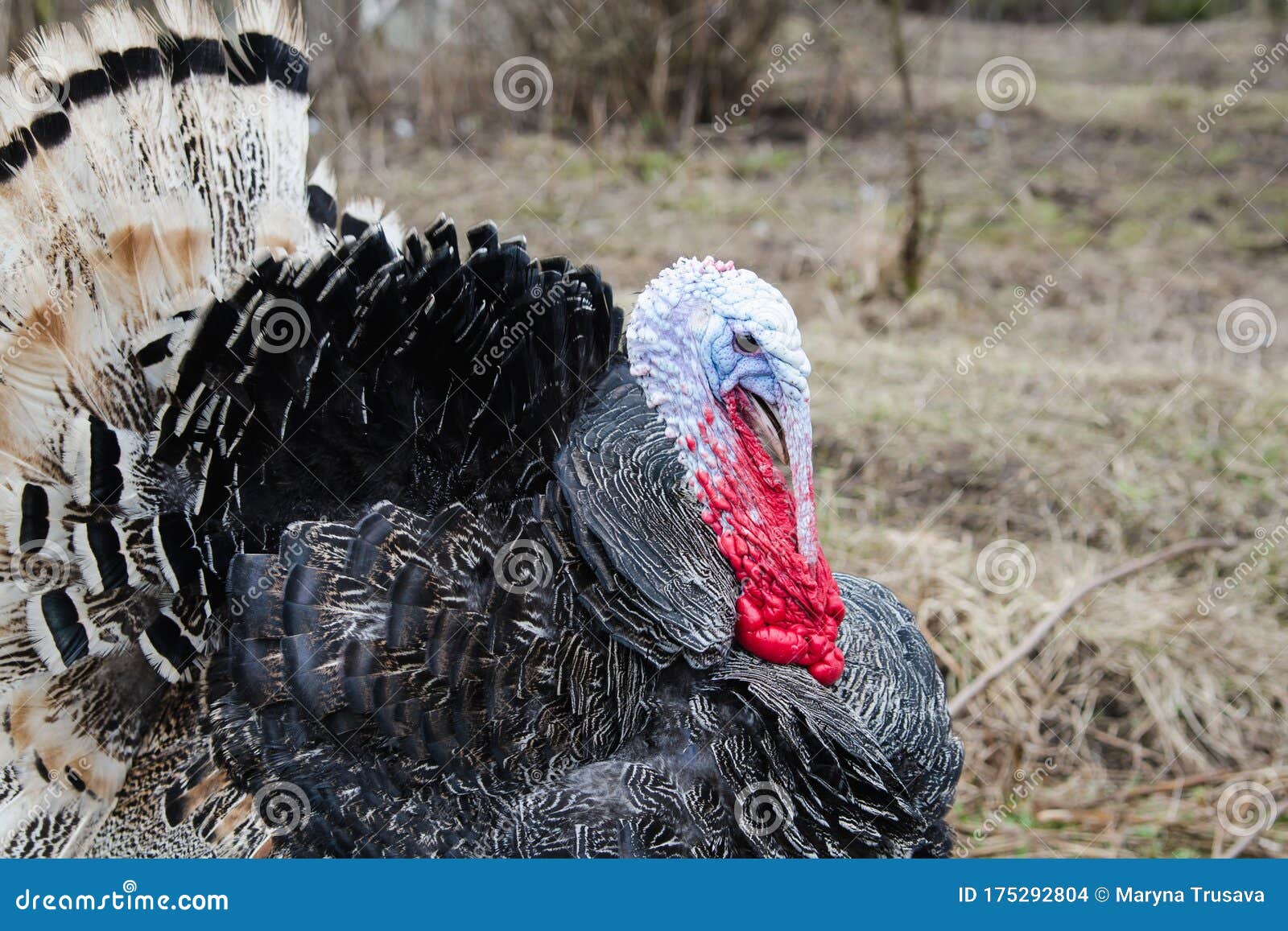 Big Gray Turkey on a Free Pasture in Early Spring Close Up Stock Photo ...