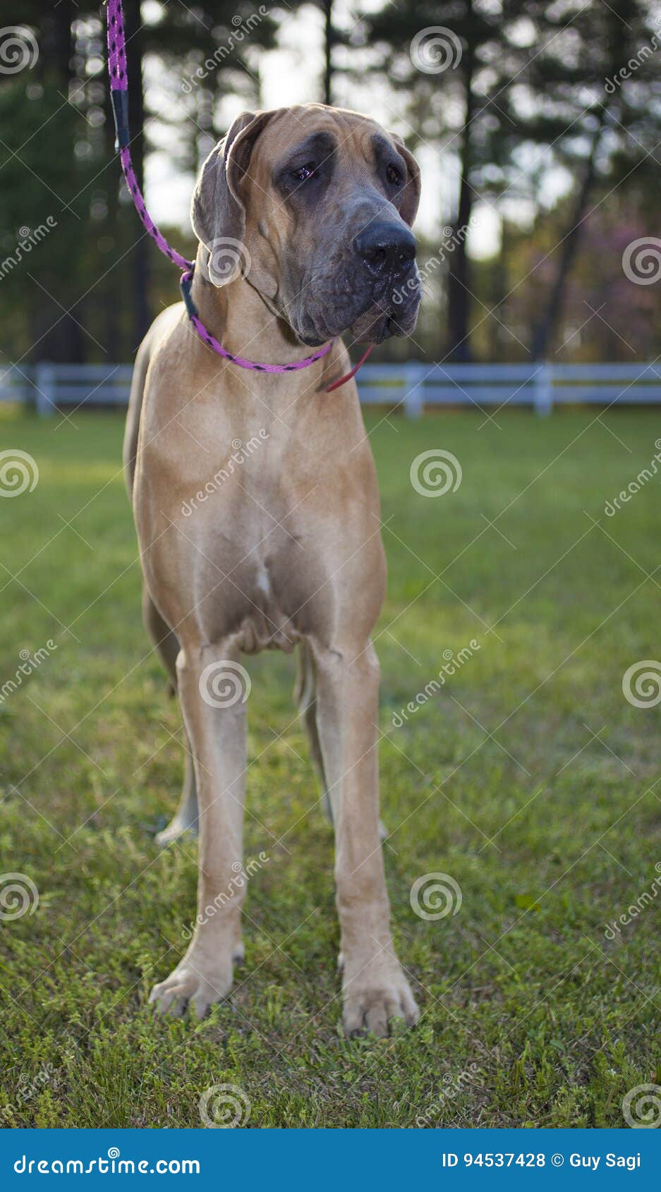 Big Great Dane stock photo. Image of hair, grass, beige - 94537428