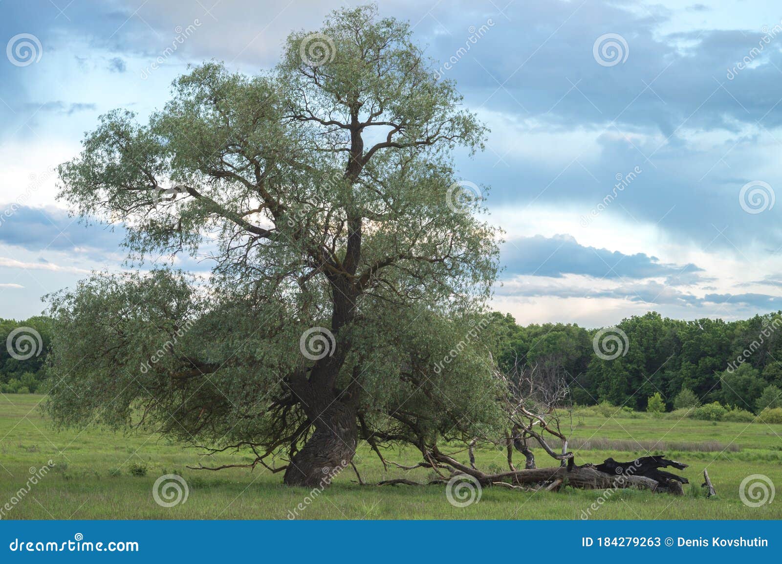 Big Great Spreading Tree in a Field Under a Cloudy Sky Stock Image ...