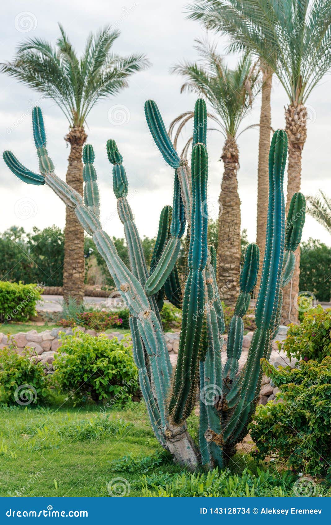 Big Green African Cactus On The Background Of Tall Palm Trees Royalty ...