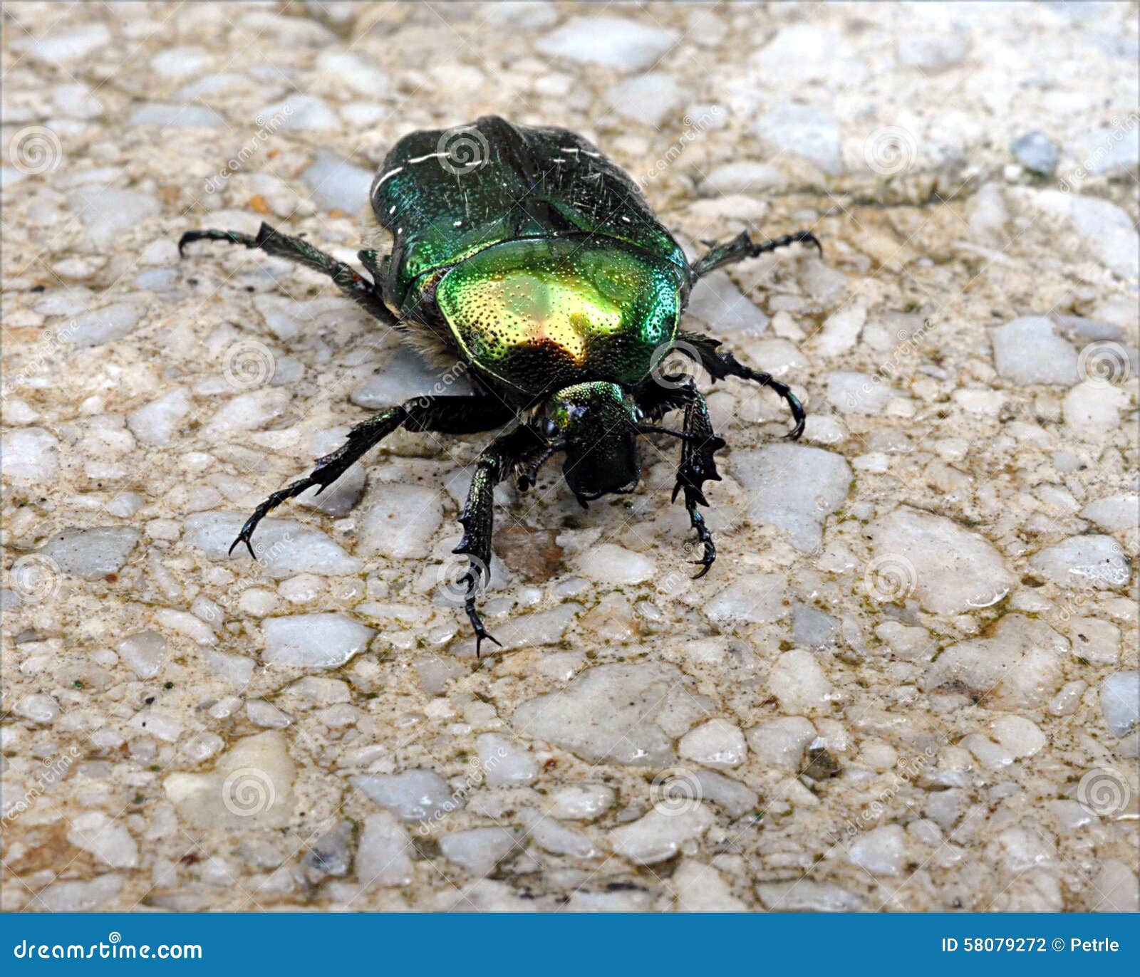 Big green beetle stock photo. Image of flora, body, ecology - 58079272