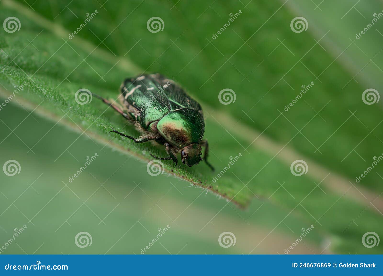 Big Green Bug Collect Pollen on Leave in Garden Stock Image - Image of ...