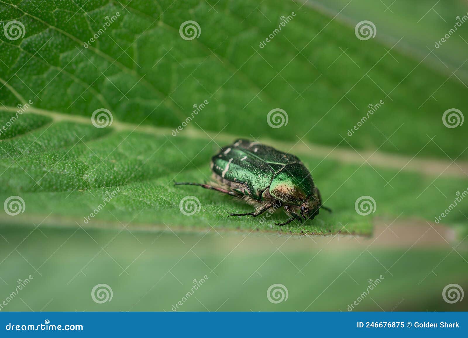 Big Green Bug Collect Pollen on Leave in Garden Stock Image - Image of ...