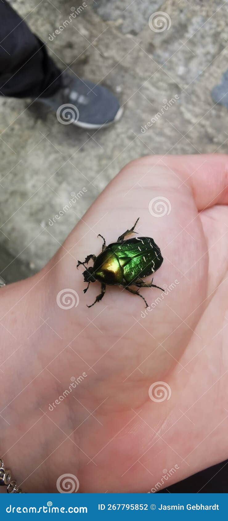 Big green bugs stock photo. Image of insect, amphibian - 267795852