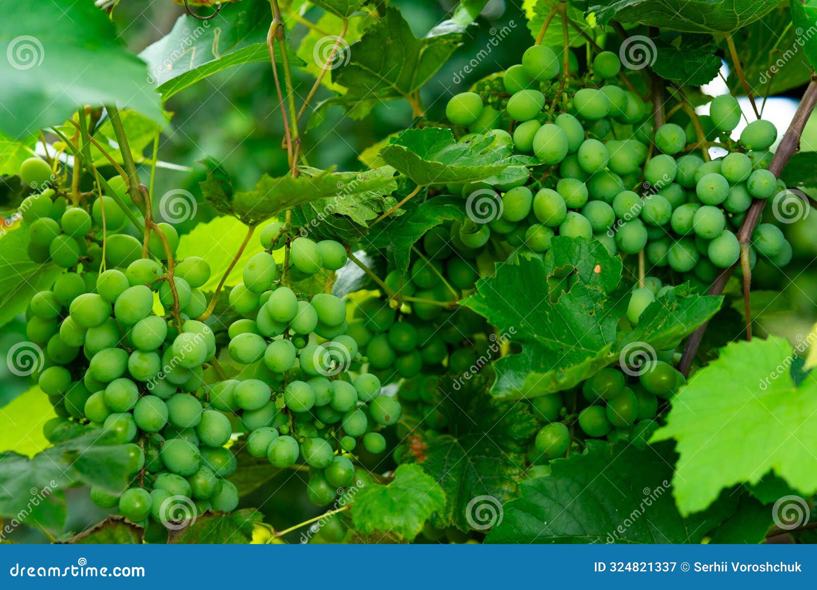 Big Green Bunches of Grapes are Ripening on the Vine Stock Image ...