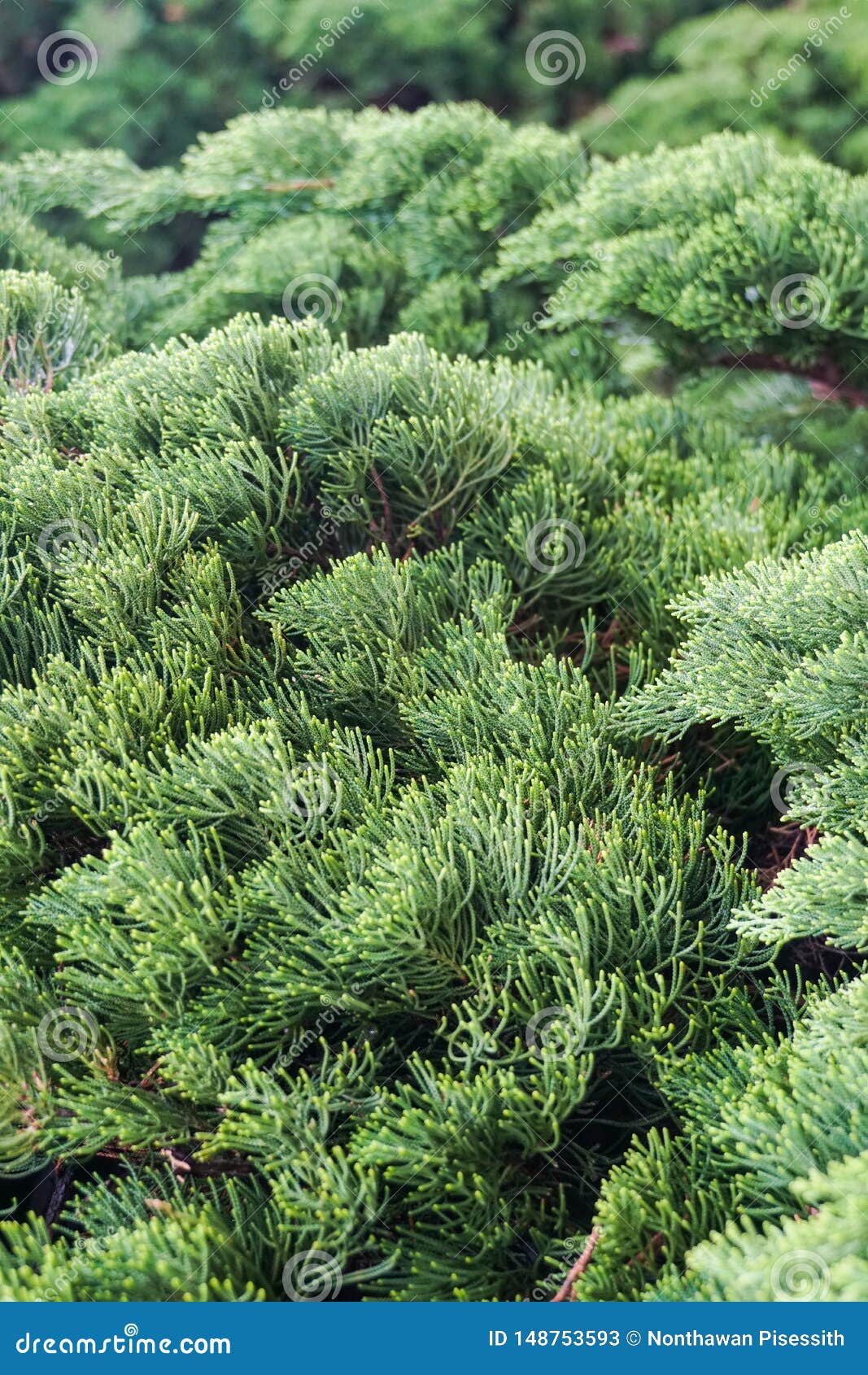 Big Green Bush Along the Path Walk Stock Image - Image of trees, tree ...