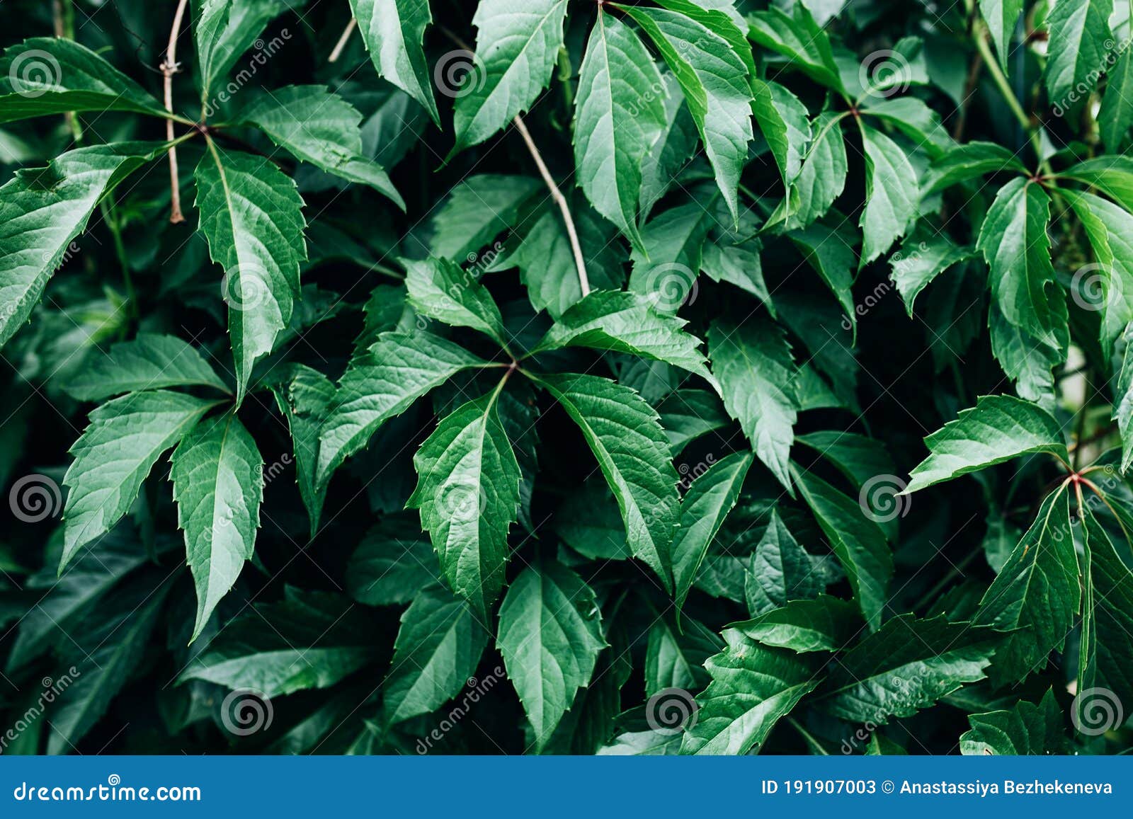 Big Green Bush with Large Leaves, Beautiful Green Bush Background Stock ...