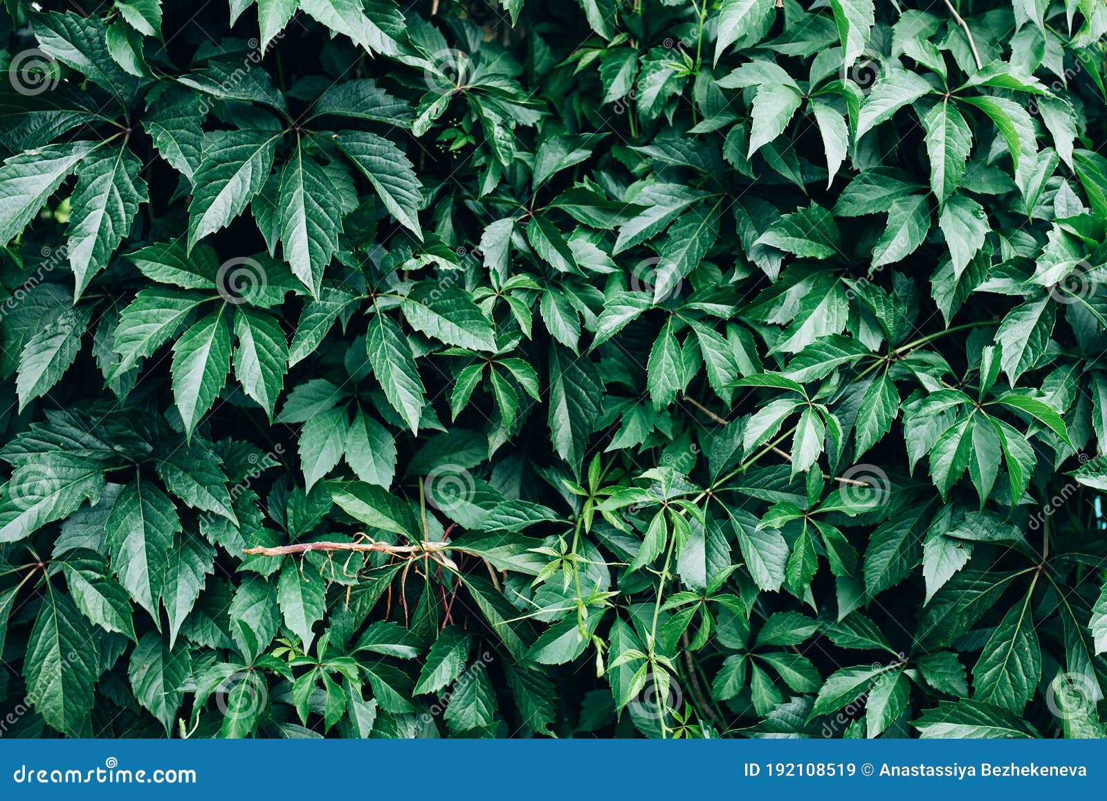 Big Green Bush with Large Leaves, Beautiful Green Bush Background Stock ...