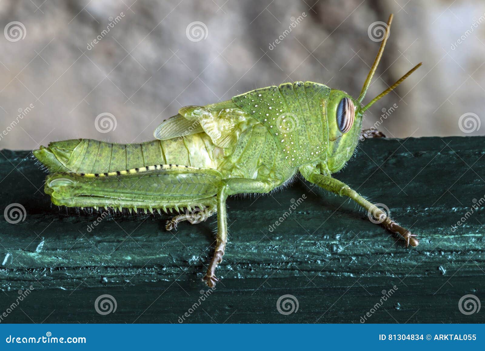 Big green cricket stock photo. Image of hunting, liveliness - 81304834