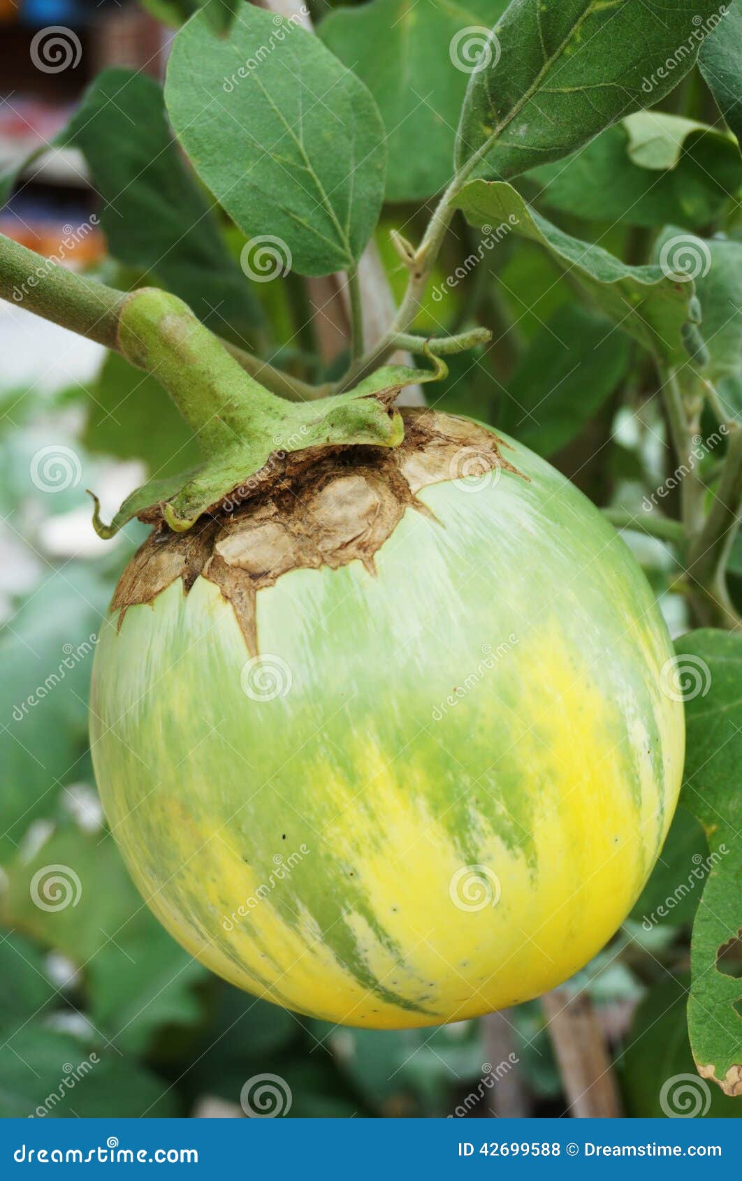 Big green eggplant stock photo. Image of farm, tree, thailand - 42699588