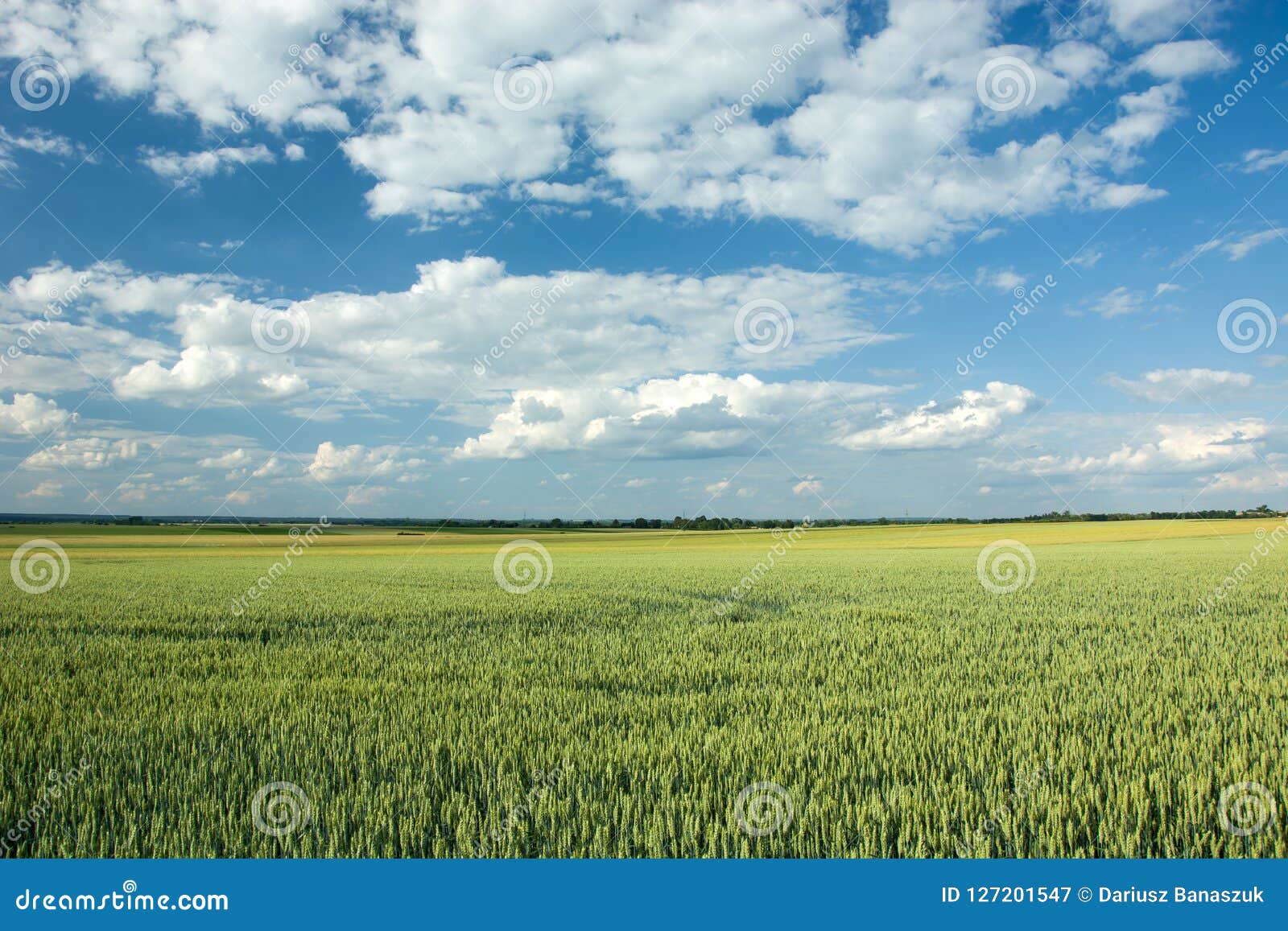 Big Green Field, Horizon and White Clouds on Blue Sky Stock Image ...