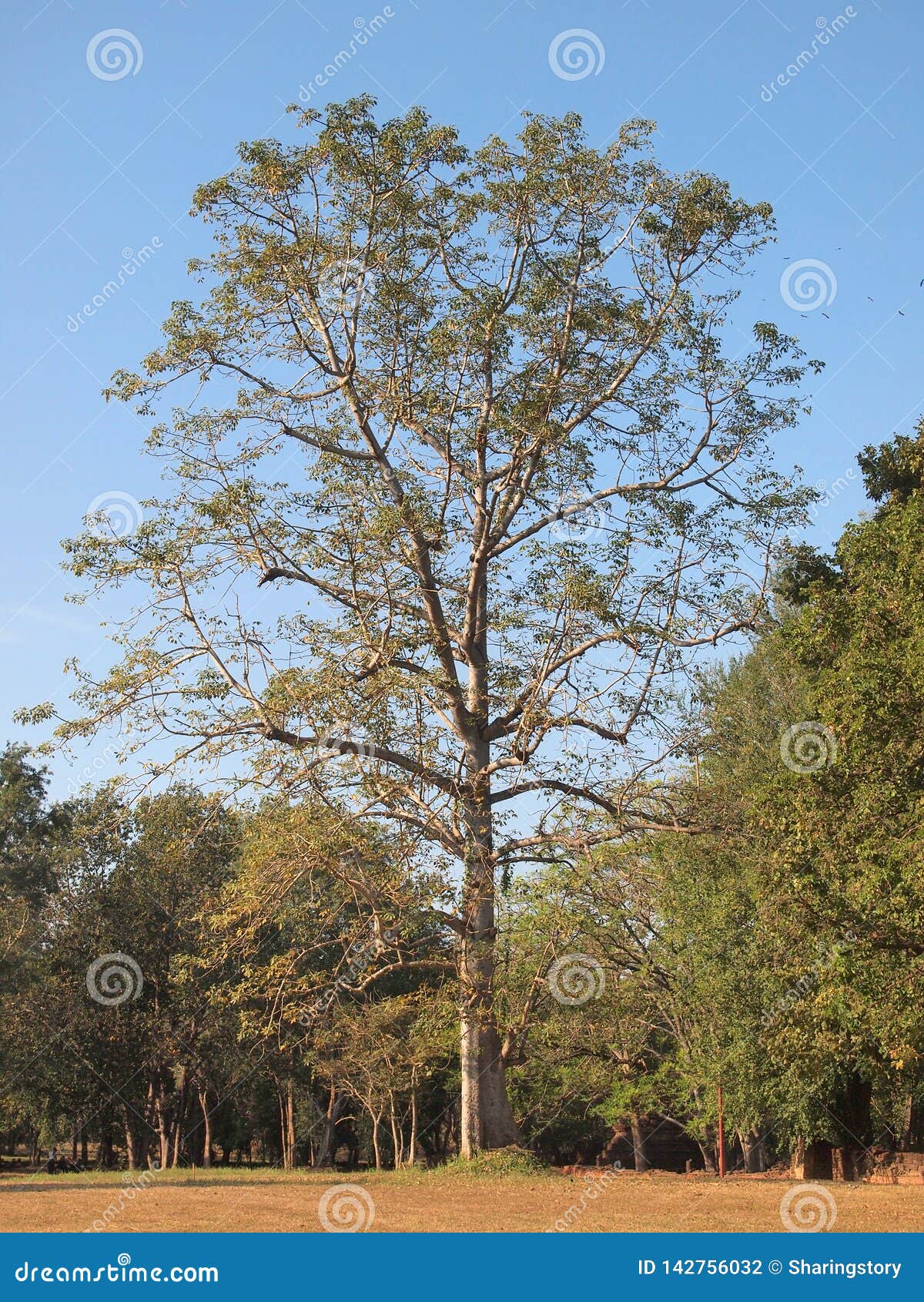 Big Green Fresh Tree Branch Stock Photo - Image of green, growth: 142756032
