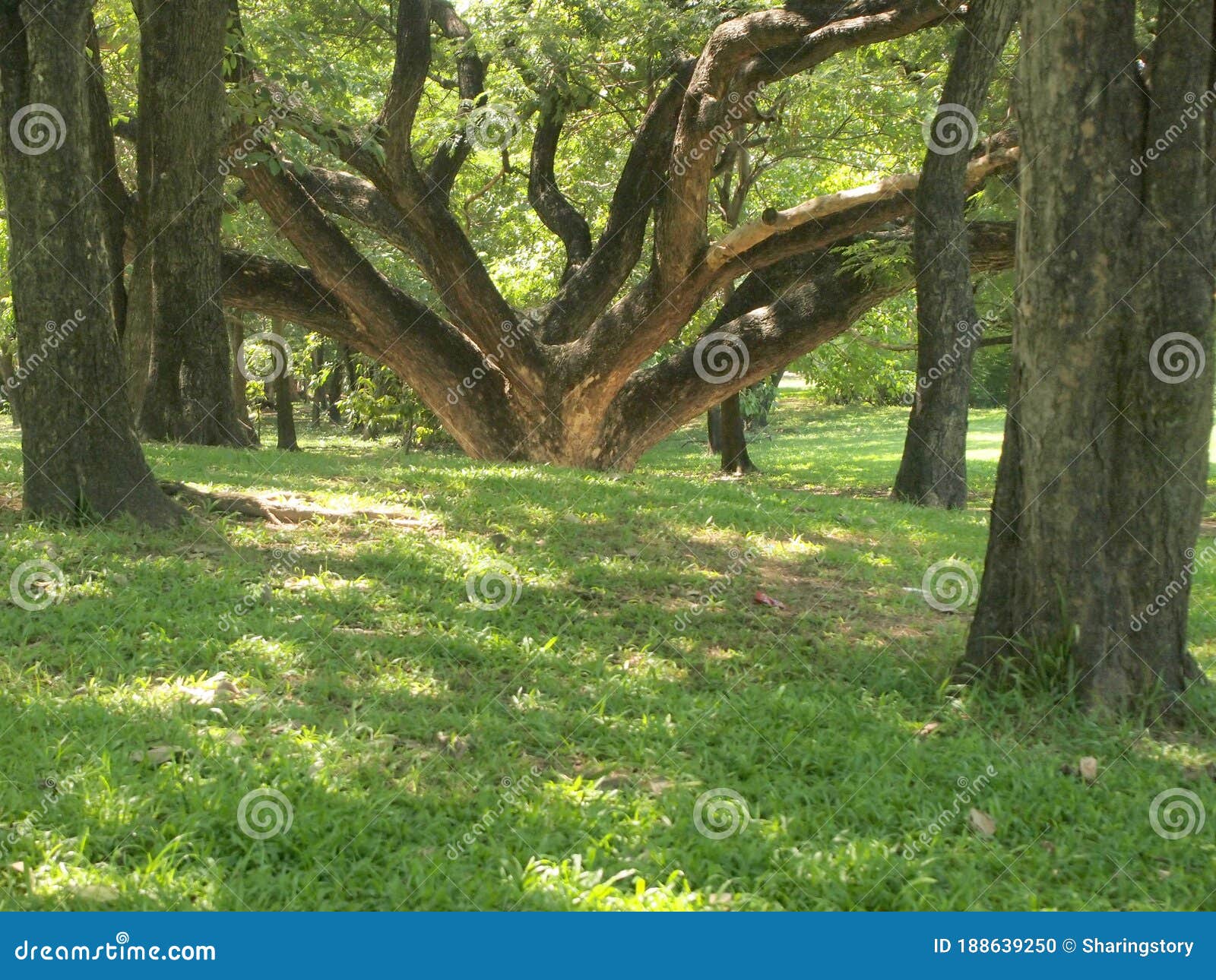 Big Green Fresh Tree Branch Stock Photo - Image of park, agriculture ...