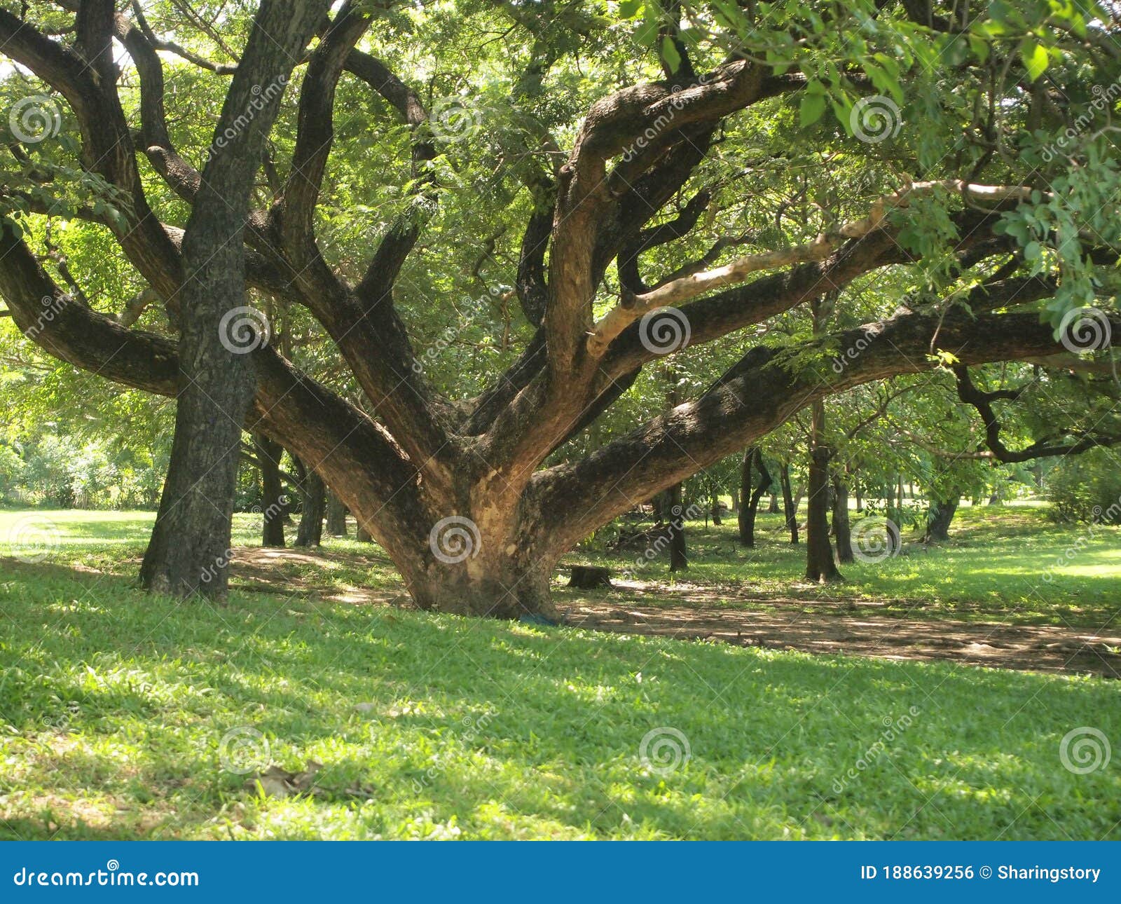 Big Green Fresh Tree Branch Stock Photo - Image of wood, branch: 188639256