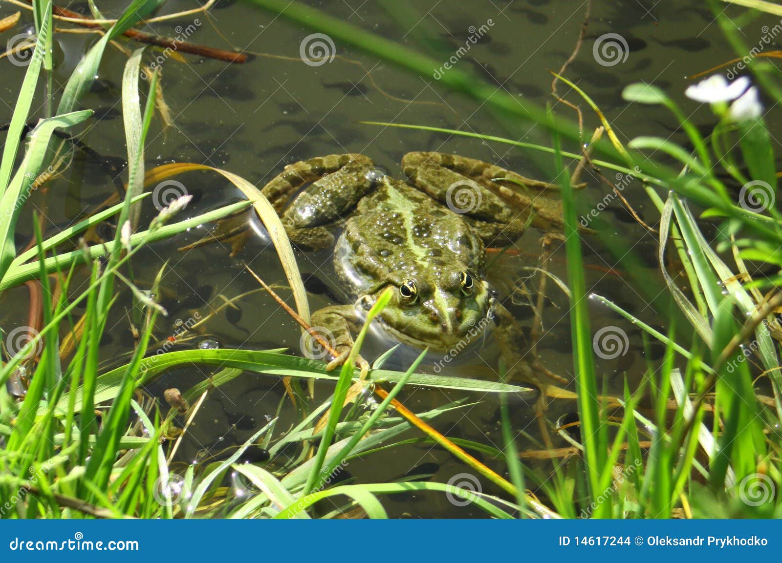 Big green frog stock photo. Image of outdoor, nature - 14617244