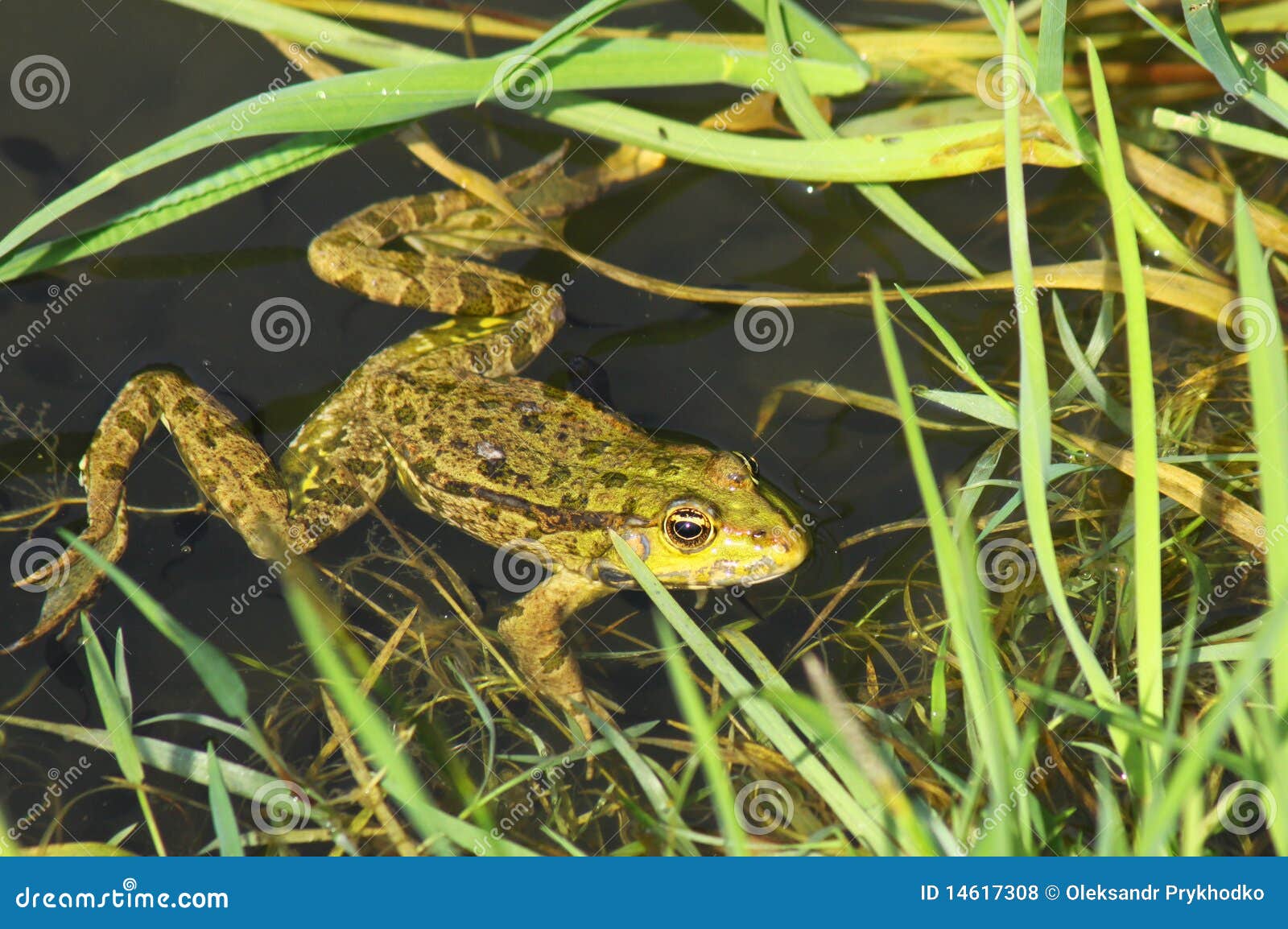 Big green frog stock photo. Image of animal, brown, bufo - 14617308