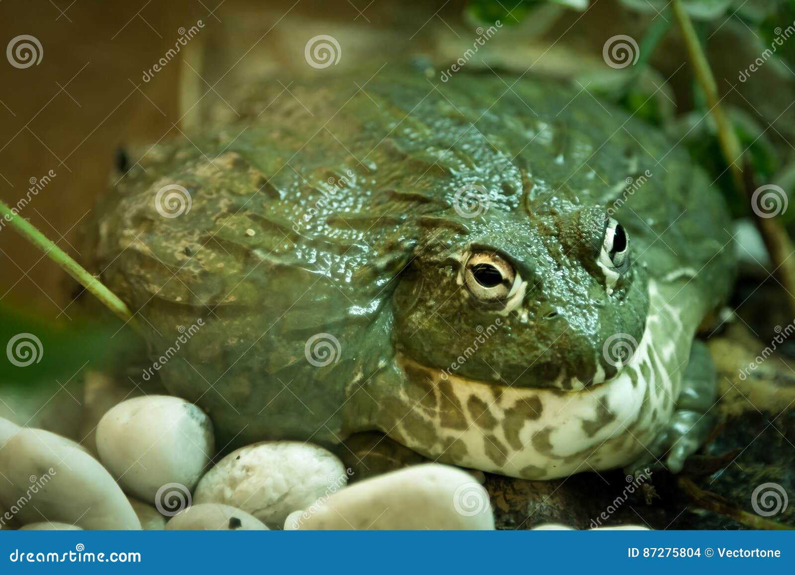 Big Green Frog. stock photo. Image of danger, poison - 87275804