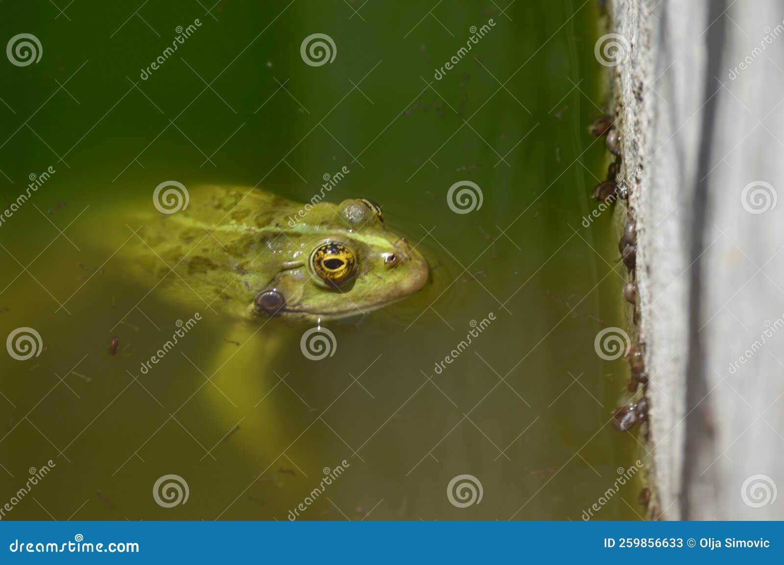 Big green frog in the lake stock image. Image of lake - 259856633
