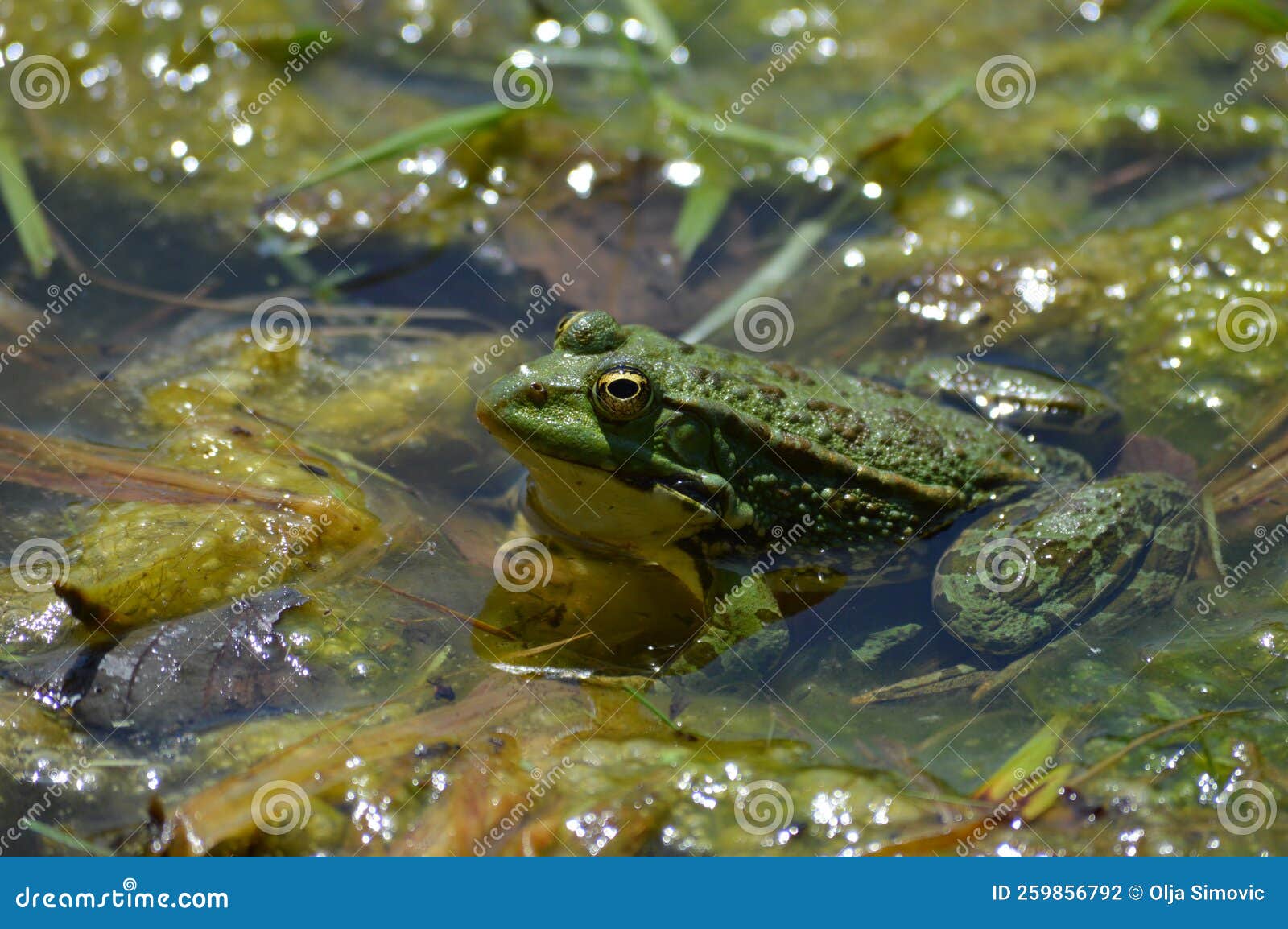 Big green frog in the lake stock photo. Image of color - 259856792