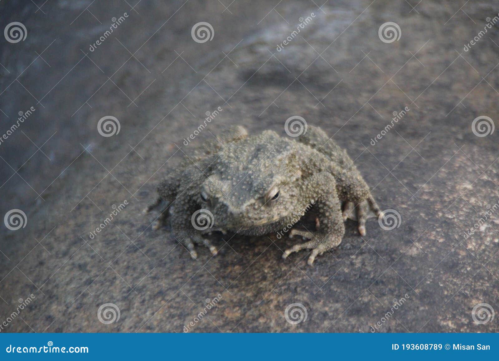 Big Green Frog on the Rock. Close Up of Big Frog on the Rock Stock ...