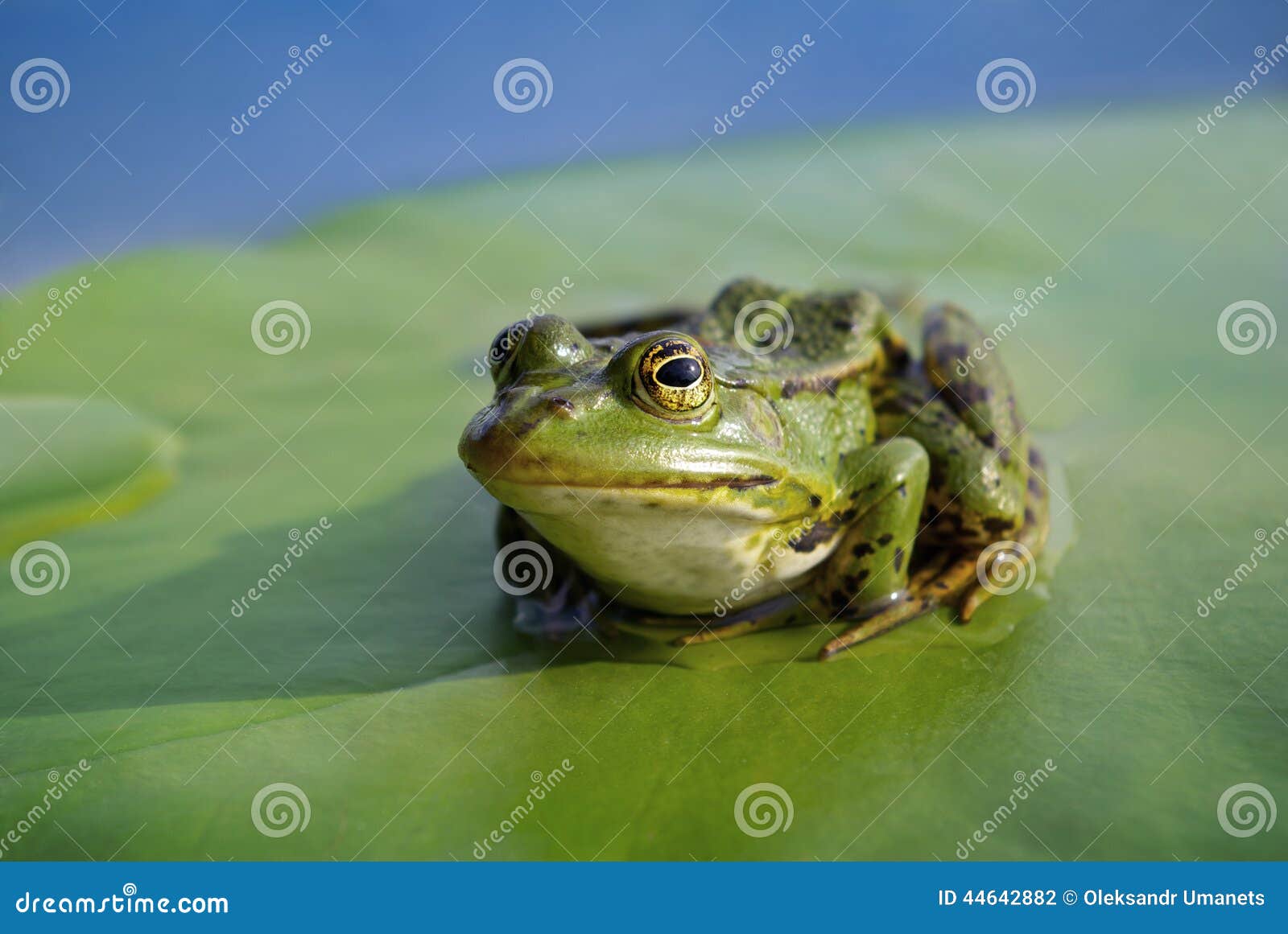 Big Green Frog Sitting on a Green Leaf Lily Stock Photo - Image of cute ...