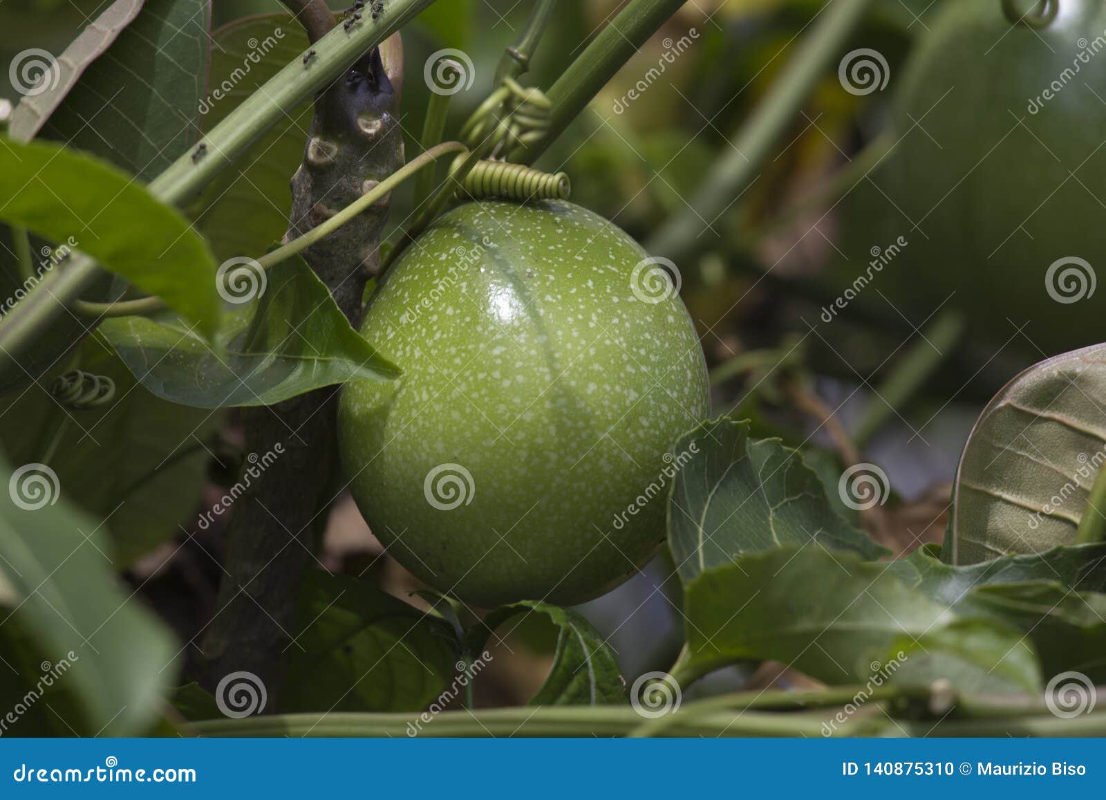 A big green fruit on tree stock photo. Image of sale - 140875310