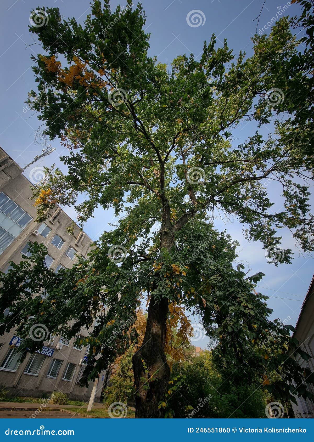 Giant Tree Editorial Photo | CartoonDealer.com #111729113