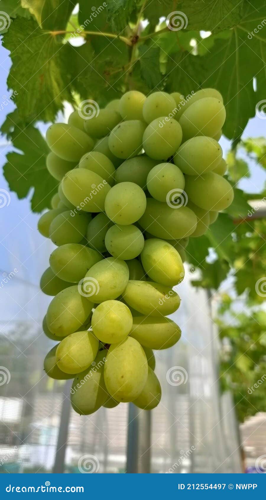 The big green grape stock image. Image of flower, plantation - 212554497